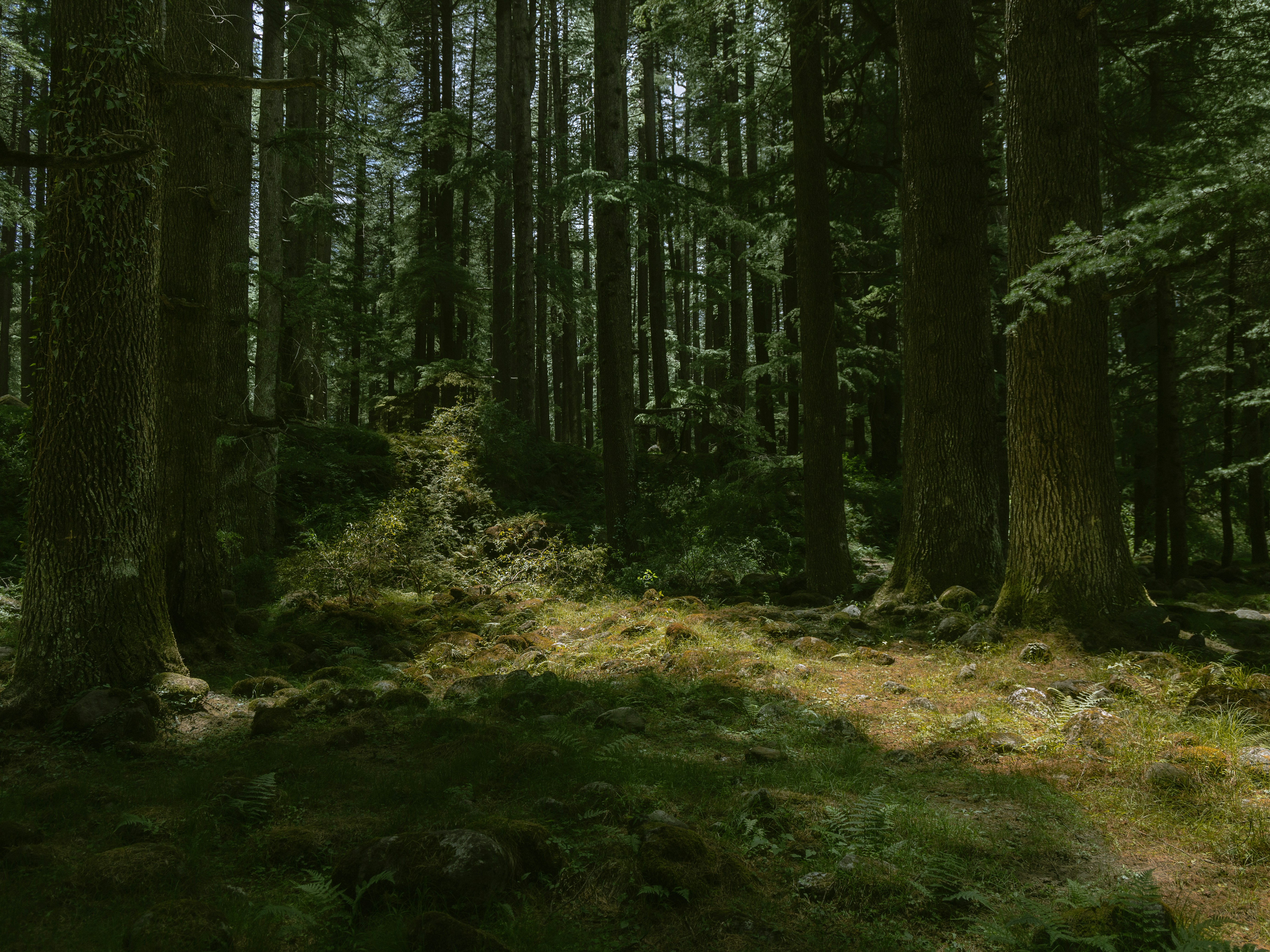 Sunlight filters through towering trees onto a moss-covered forest floor, creating a serene atmosphere in a lush woodland setting.