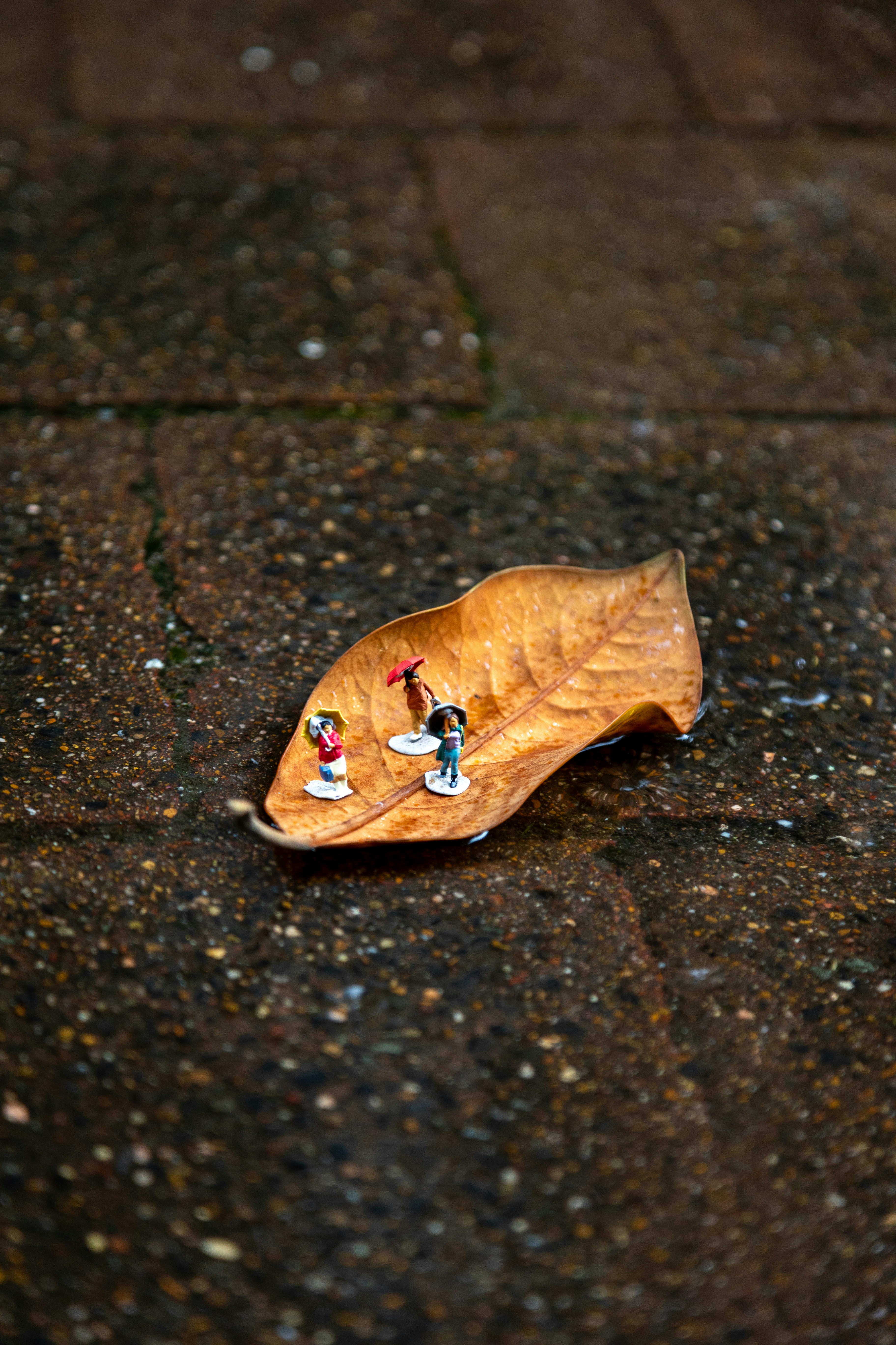 Tiny Nomads on a Rain-Kissed Leaf