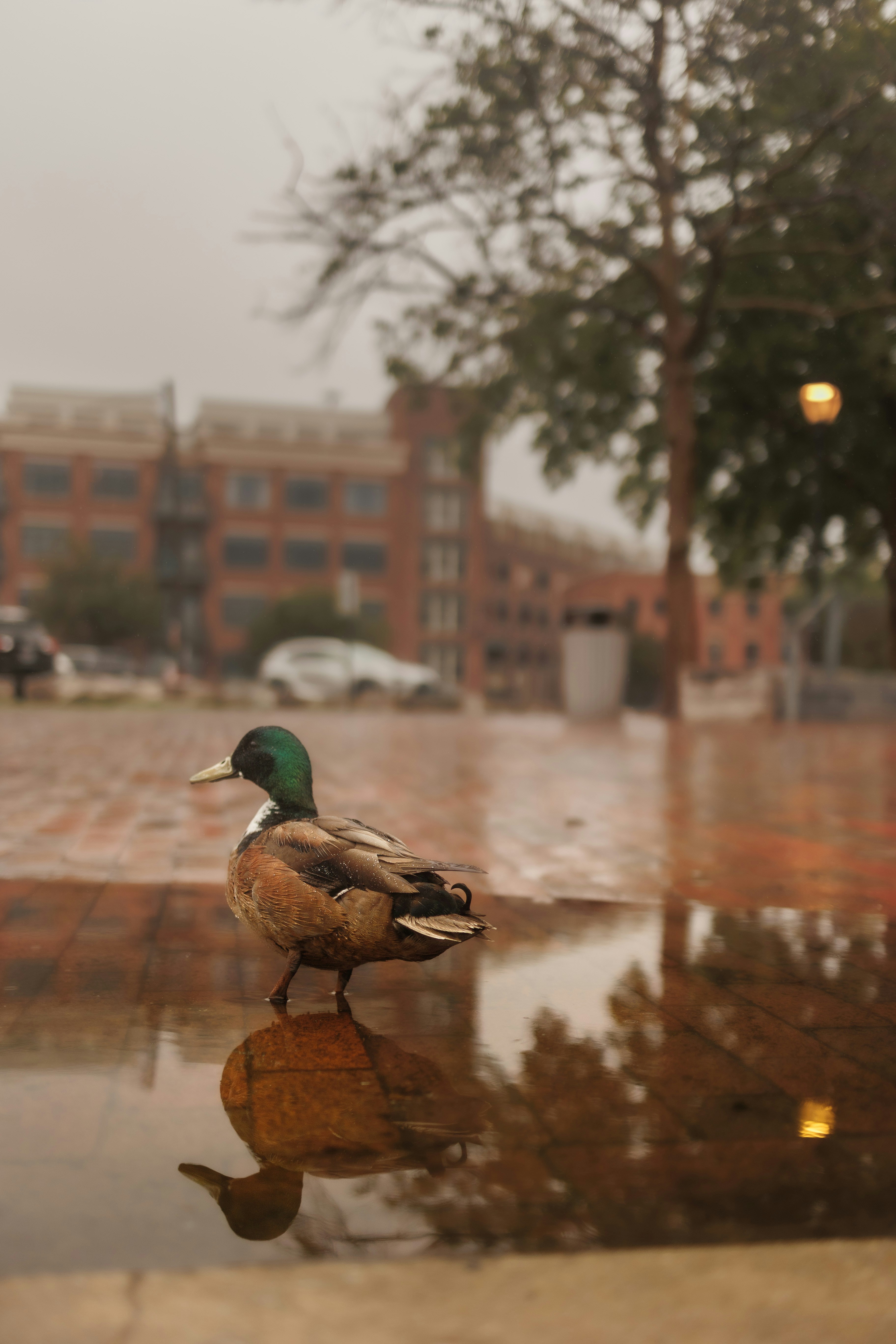 A duck stands proudly in a puddle.