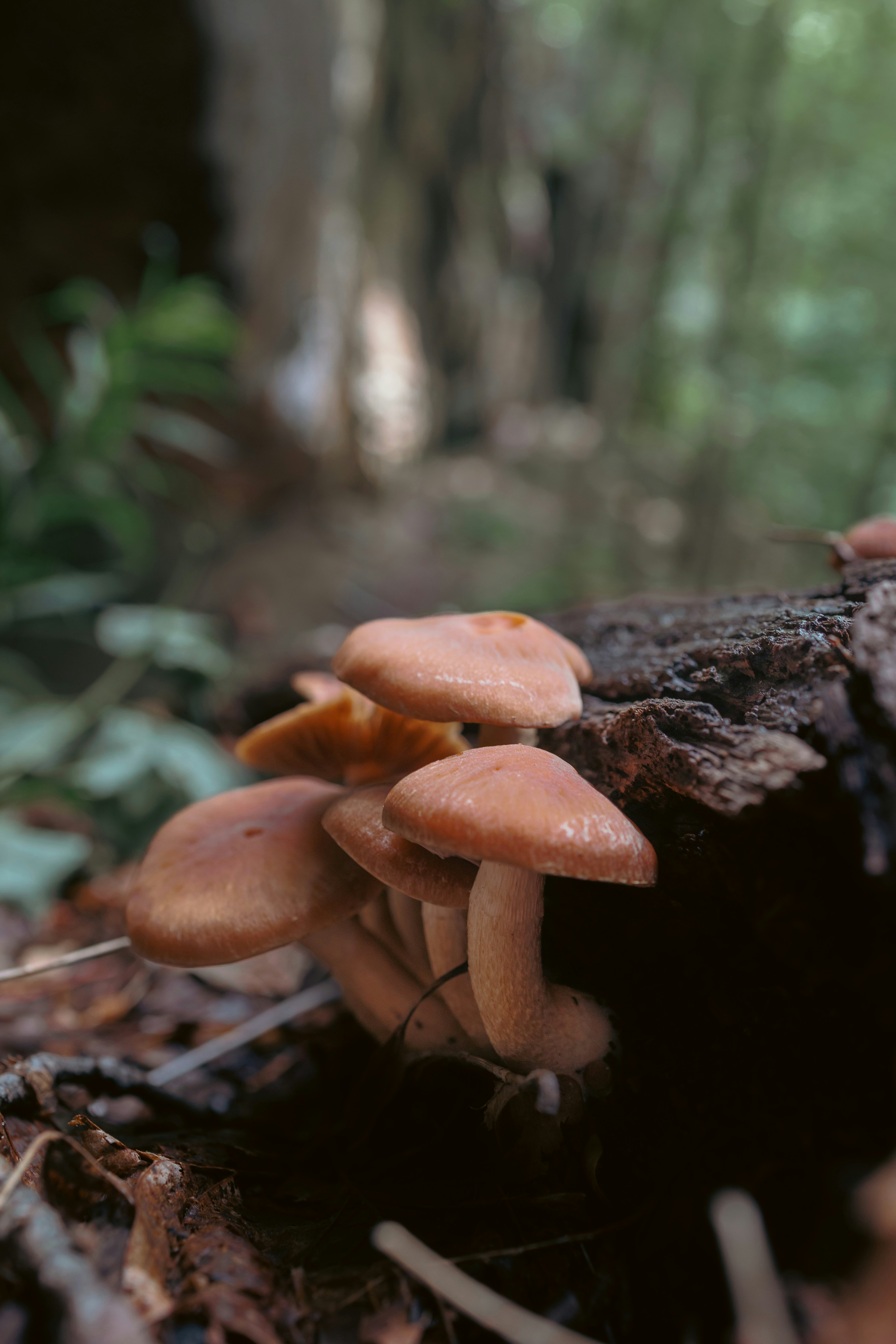 Mushrooms are growing on a fallen log.
