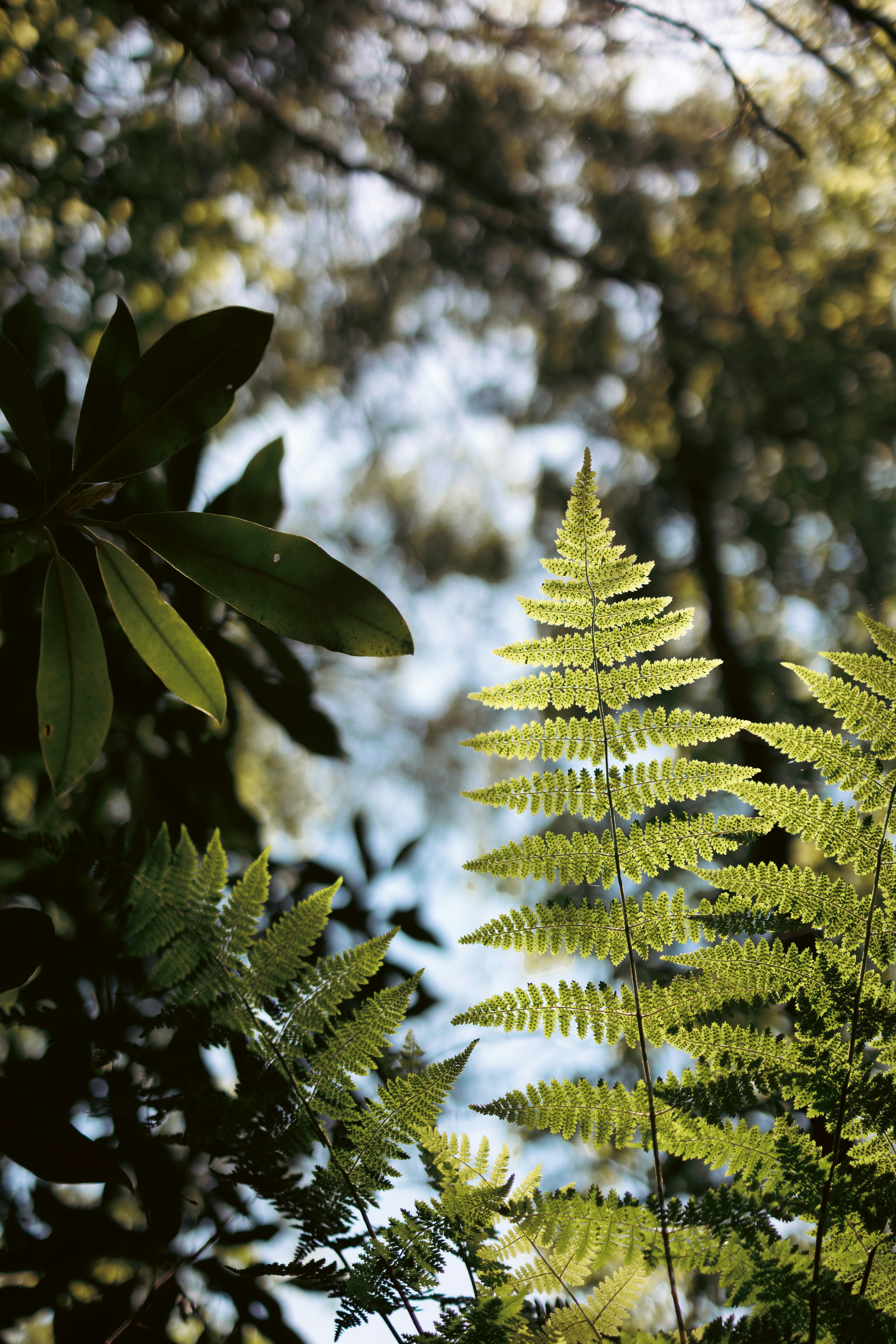 Emerald Canopy: A Dance of Ferns