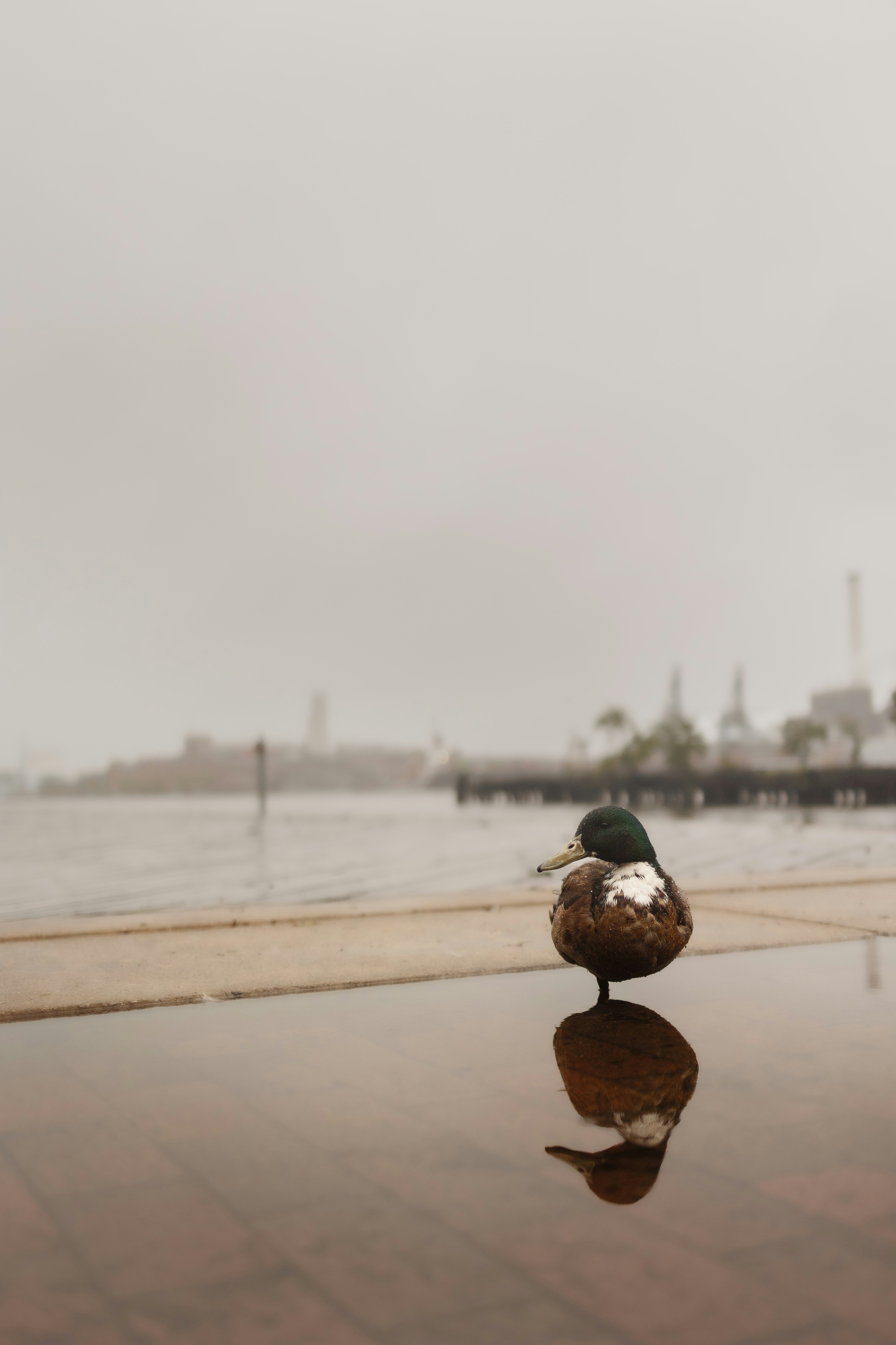 Solitary Mallard on a Misty Harbor Boardwalk