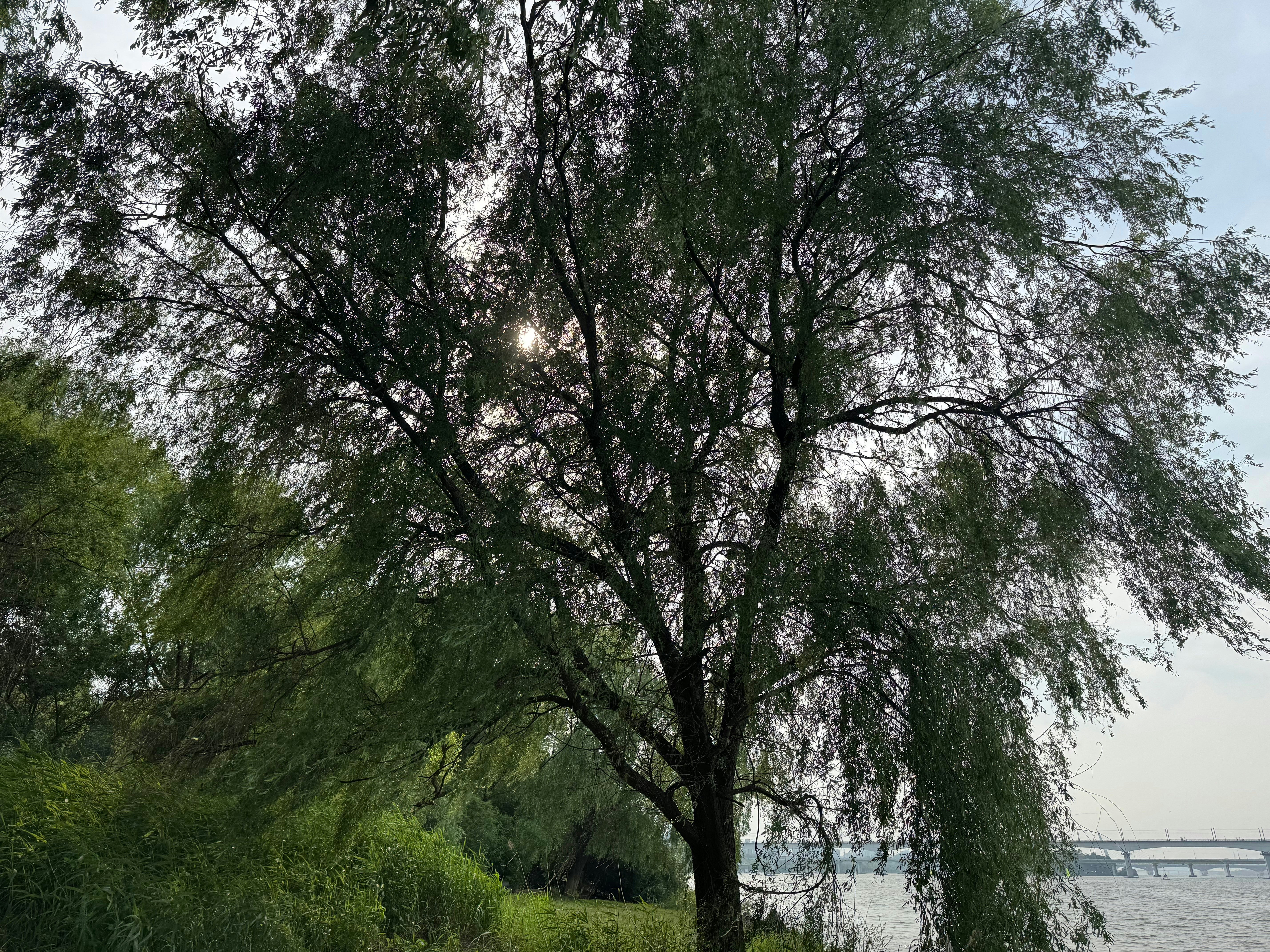 A large willow tree with long, drooping branches, silhouetted against a bright sky, with glimpses of water and a bridge in the background on the right