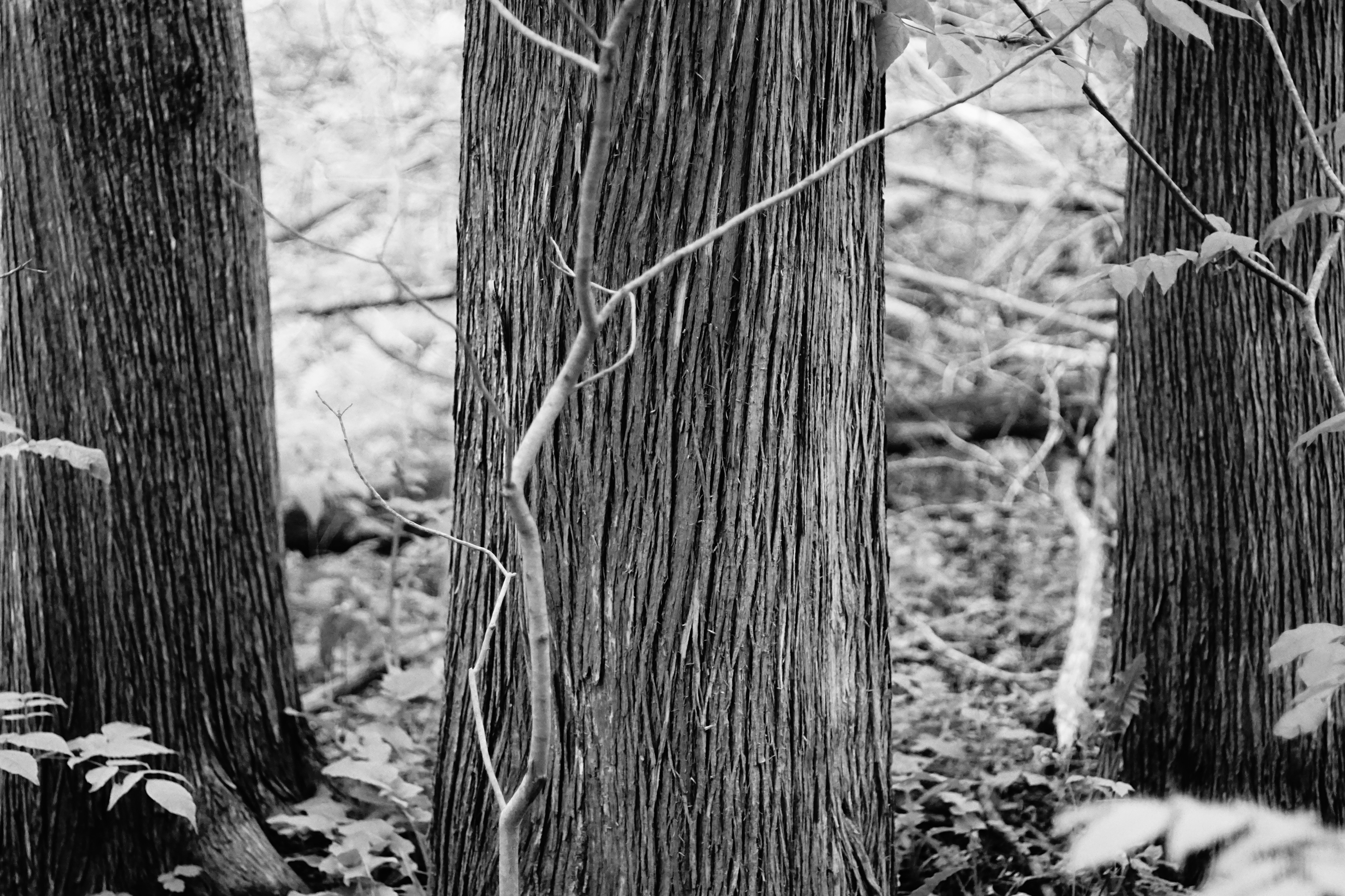 Textured tree trunks stand tall amidst a serene forest, their bark revealing the passage of time. Nature's quiet beauty unfolds in monochrome.