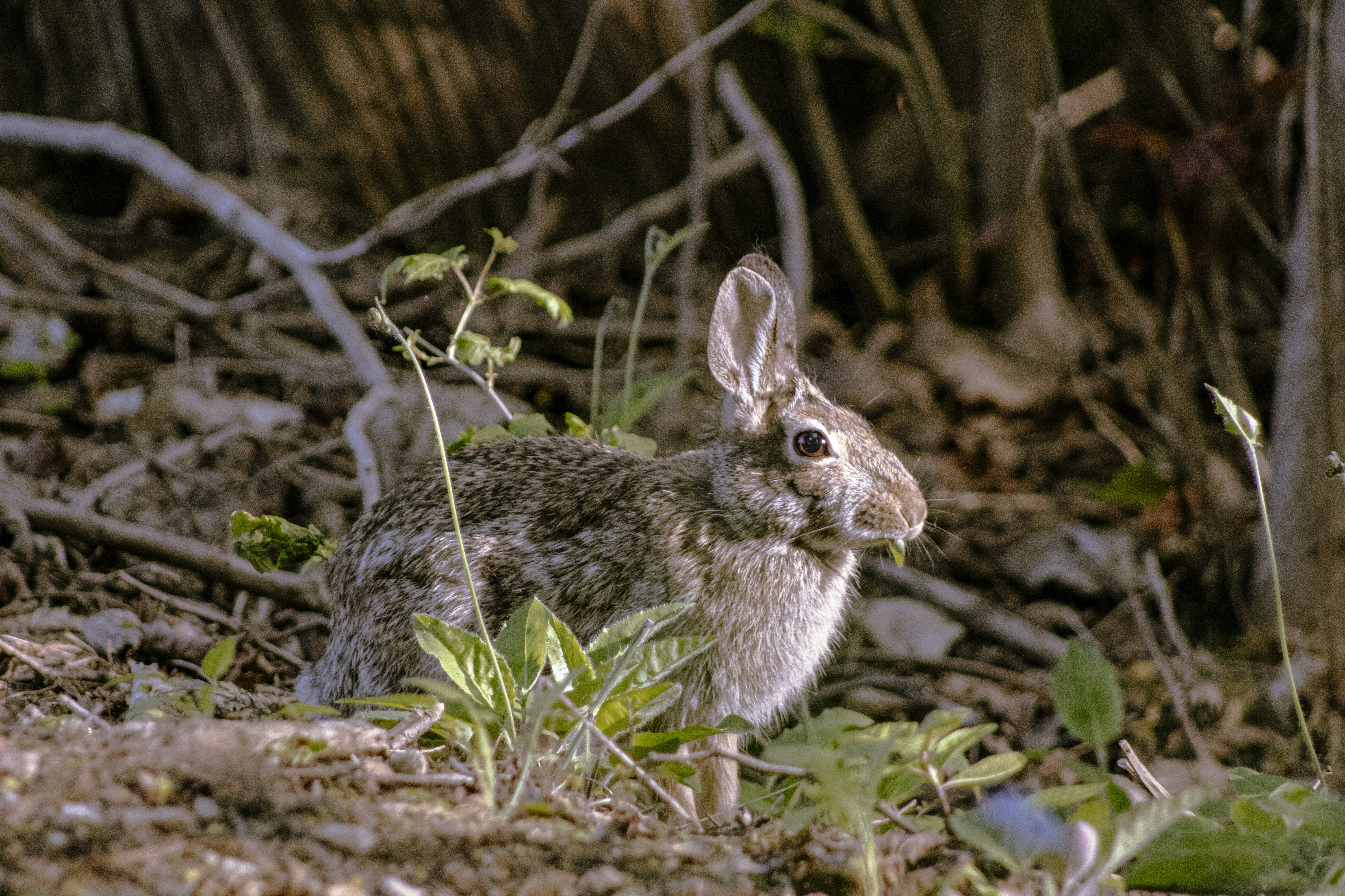 Photo by Francisco Yam with Canon EOS 2000D