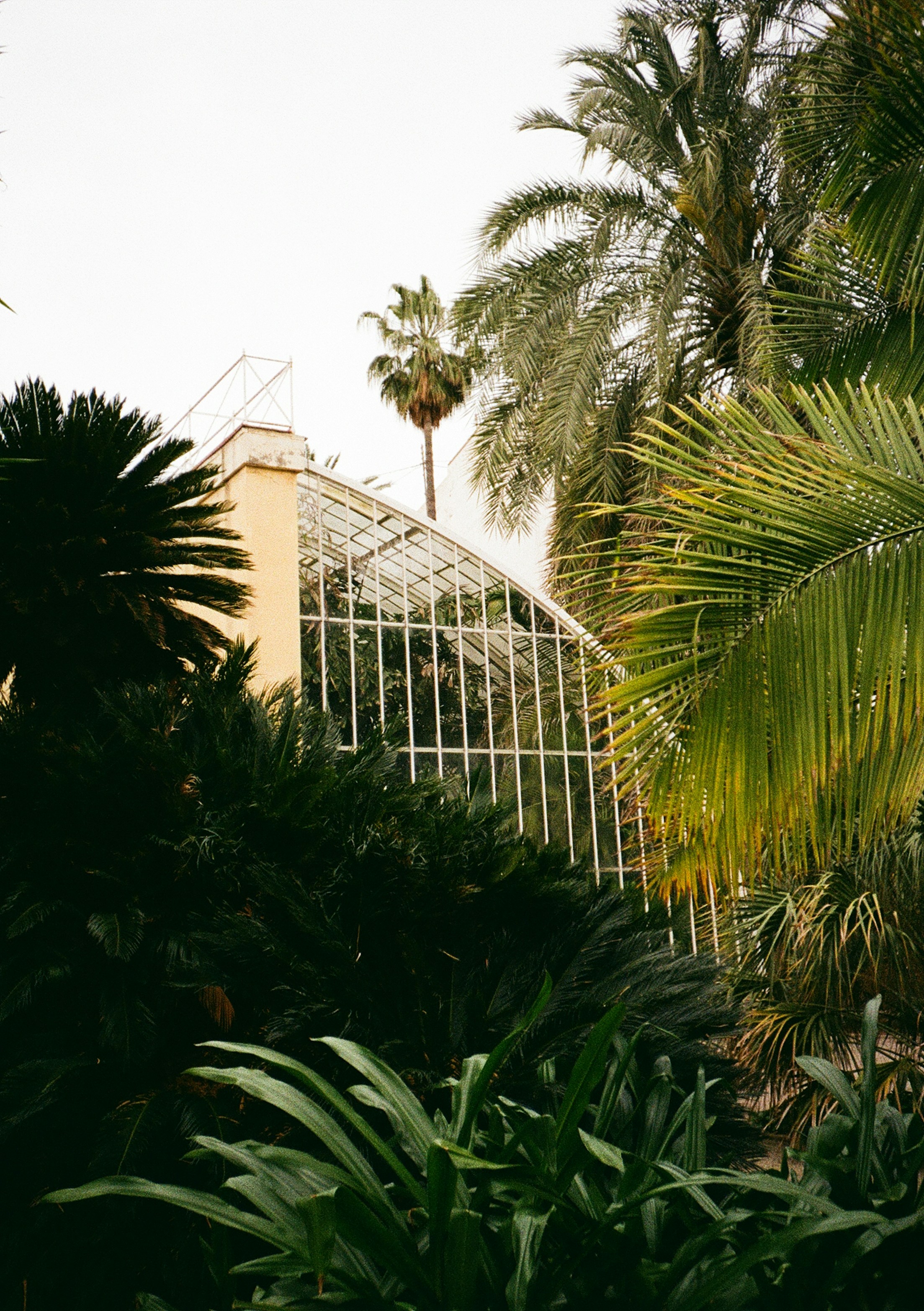 Greenery surrounds a glass greenhouse structure. photo – Free Film ...