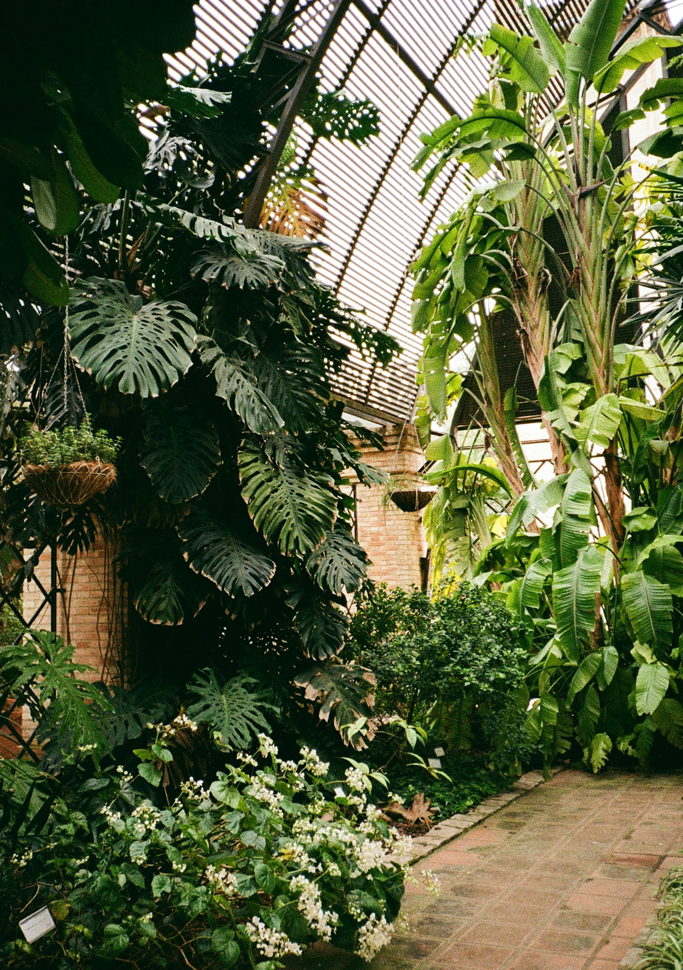 A lush greenhouse filled with greenery. photo – Free Film photography ...
