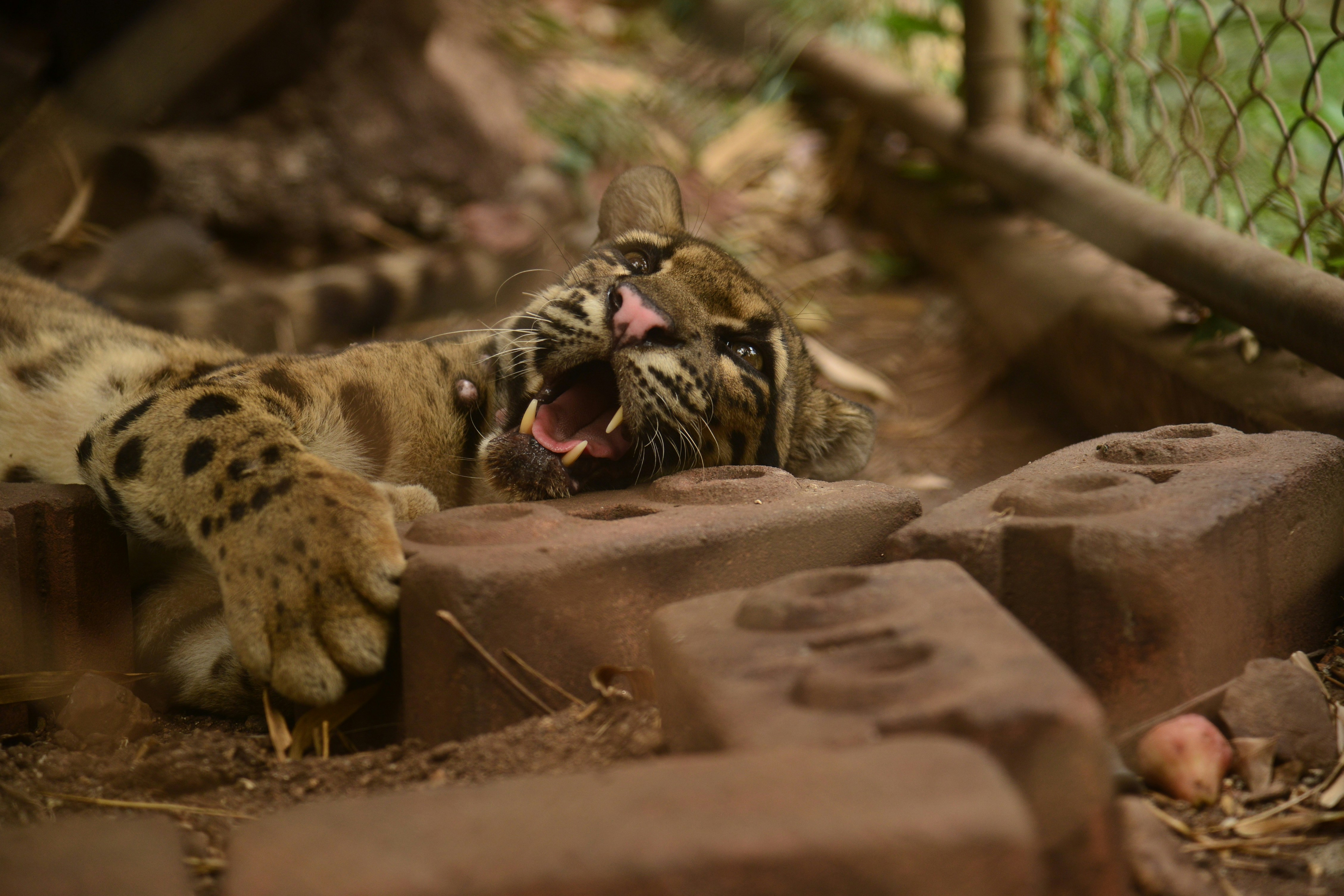 The Leisurely Roar of the Wild