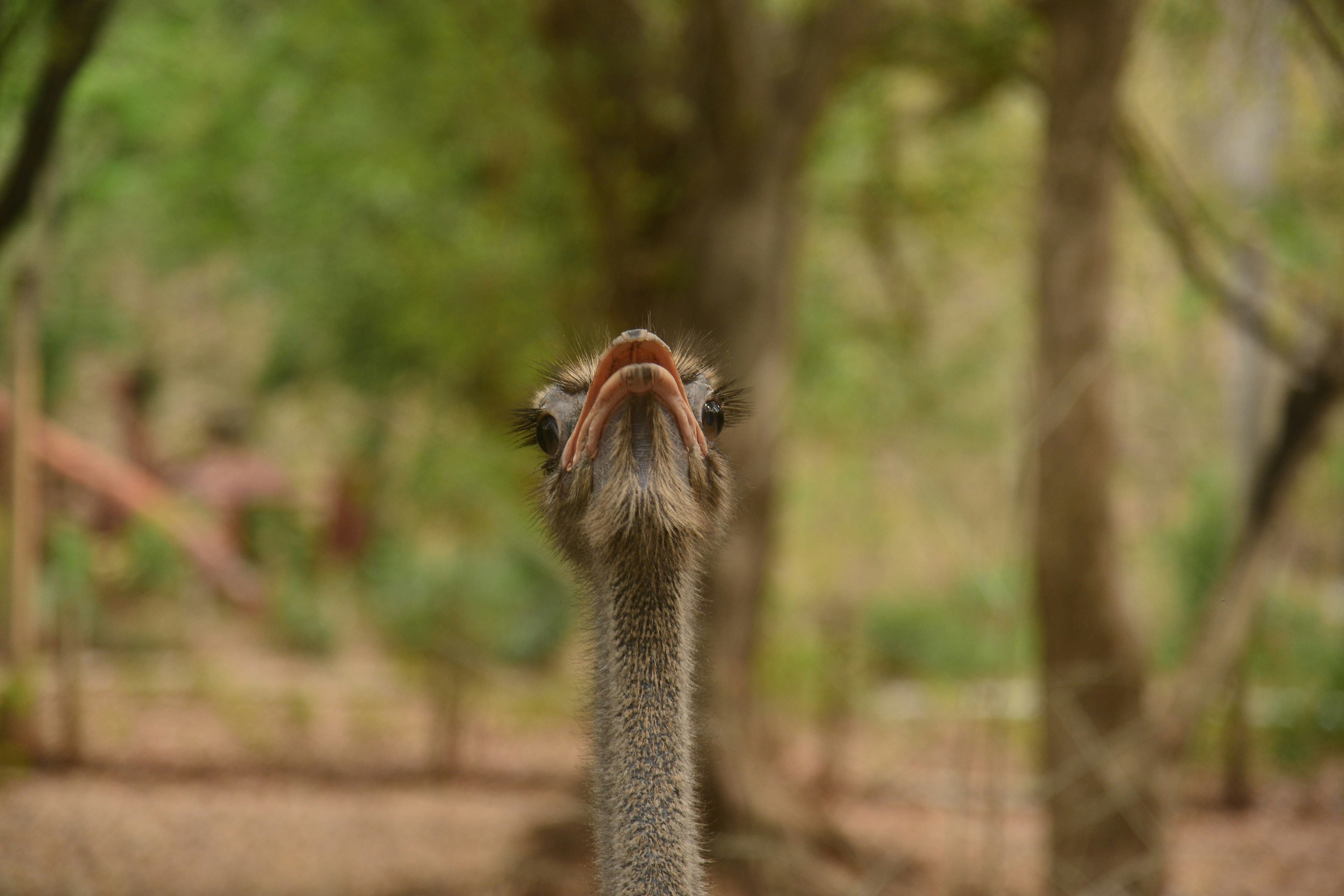 Beak Wide Open: Ostrich Neck Reach in a Quiet Forest Glade