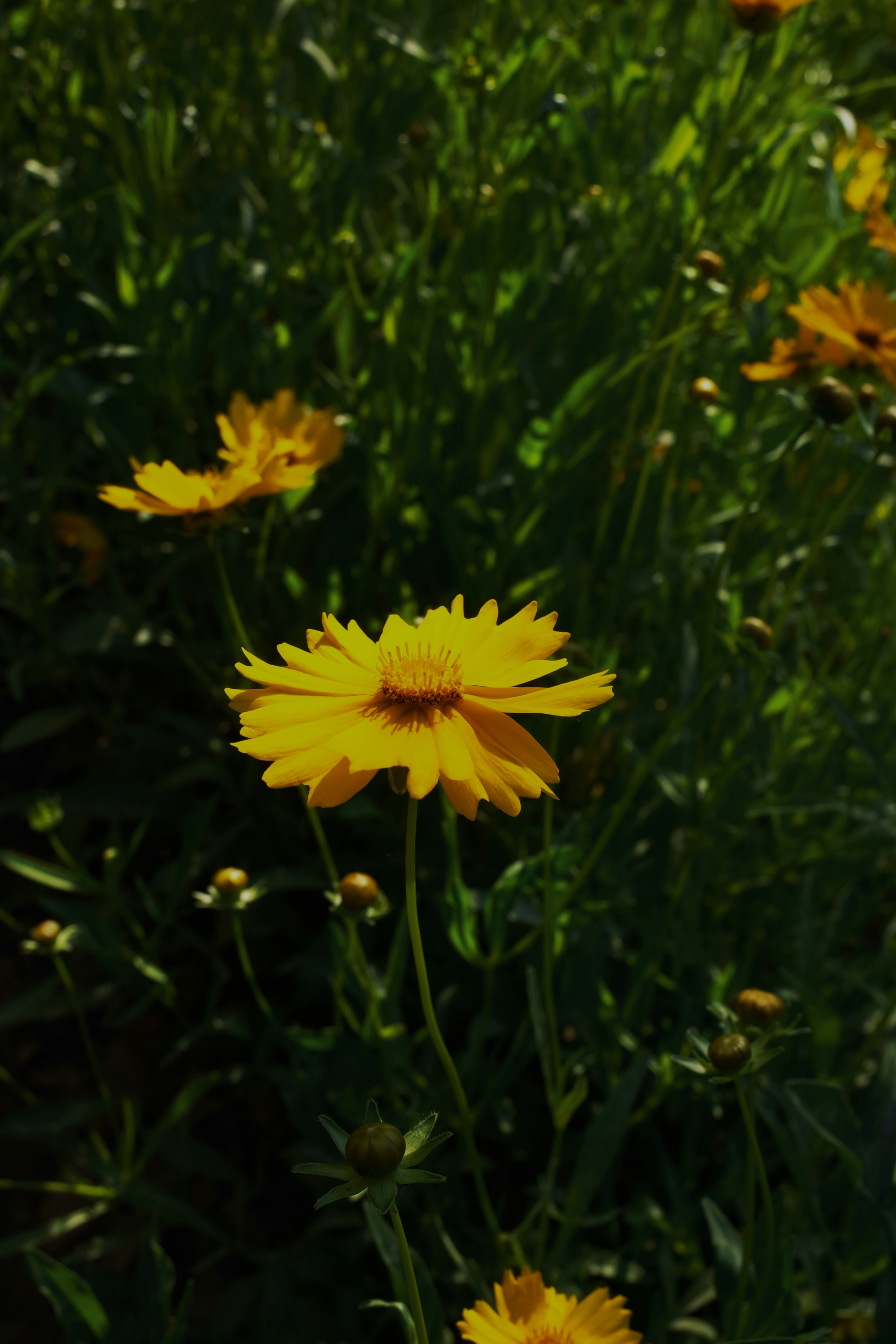 Sunlit Yellow Blossom Anchoring a Field of Green
