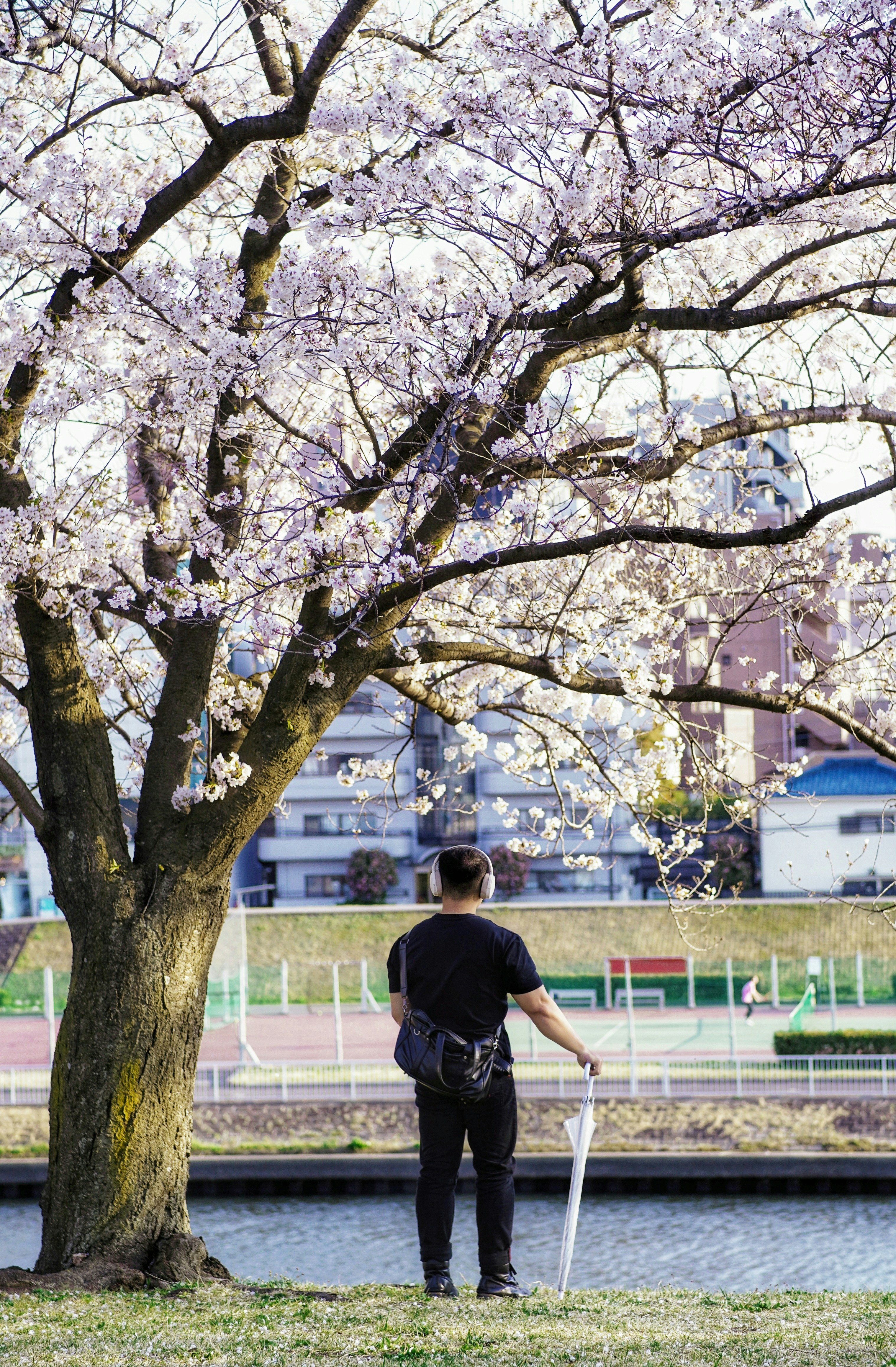 A man enjoys cherry blossoms near the water. photo – Free Flower Image ...