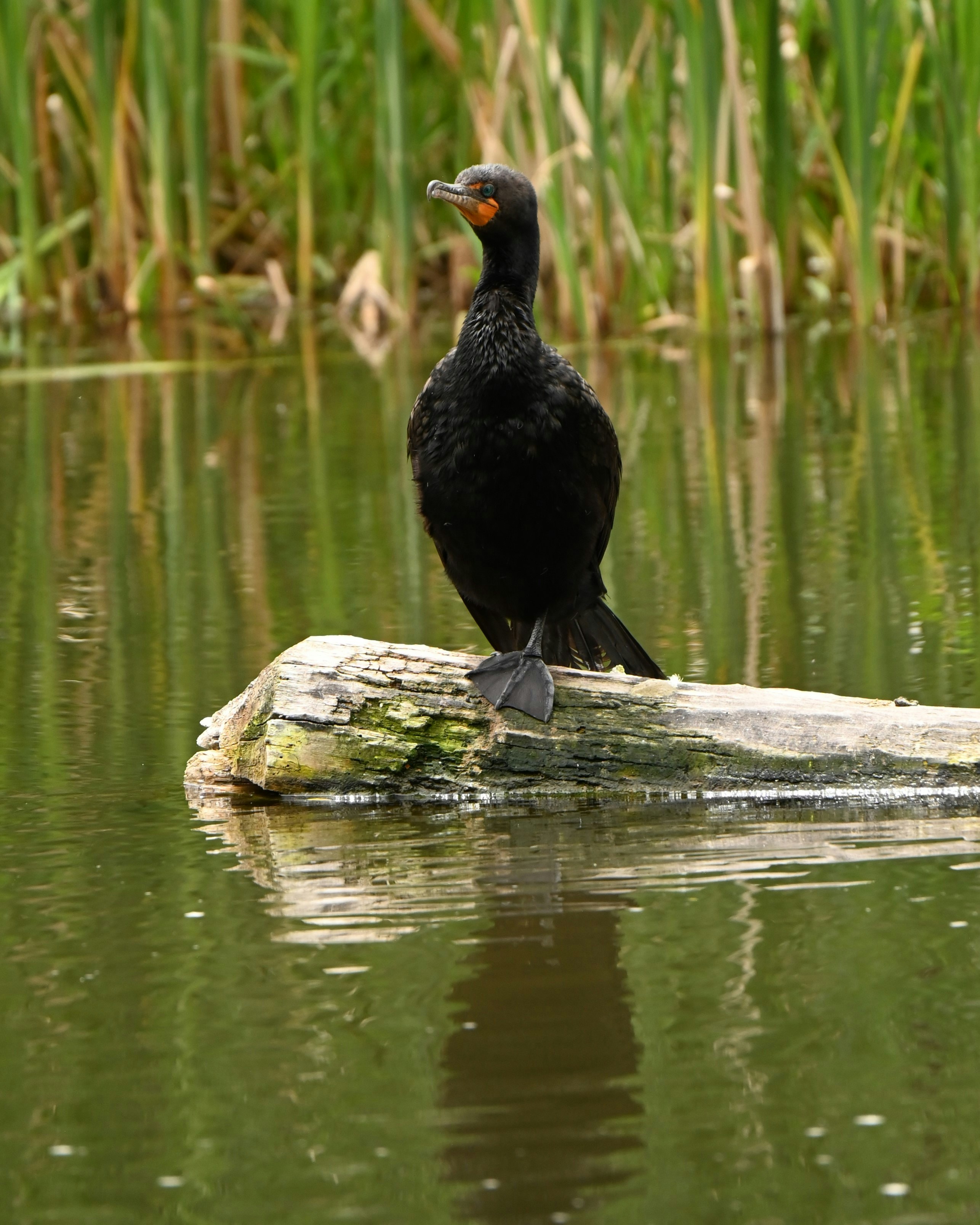 Cormorant's Serenity: A Moment on the Water