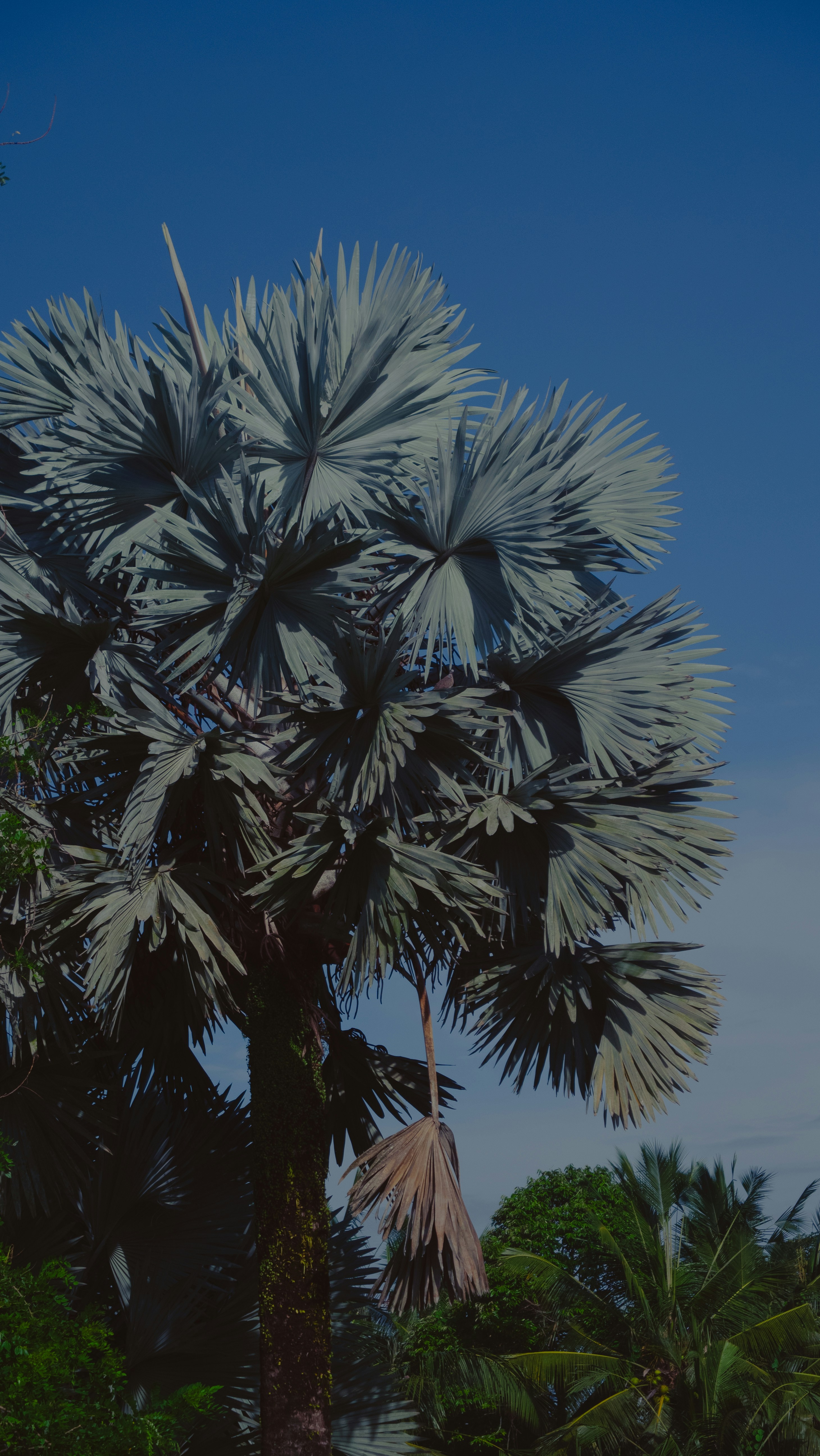 Azure Canopy: Silvery Palm Fronds Crowd a Clear Sky