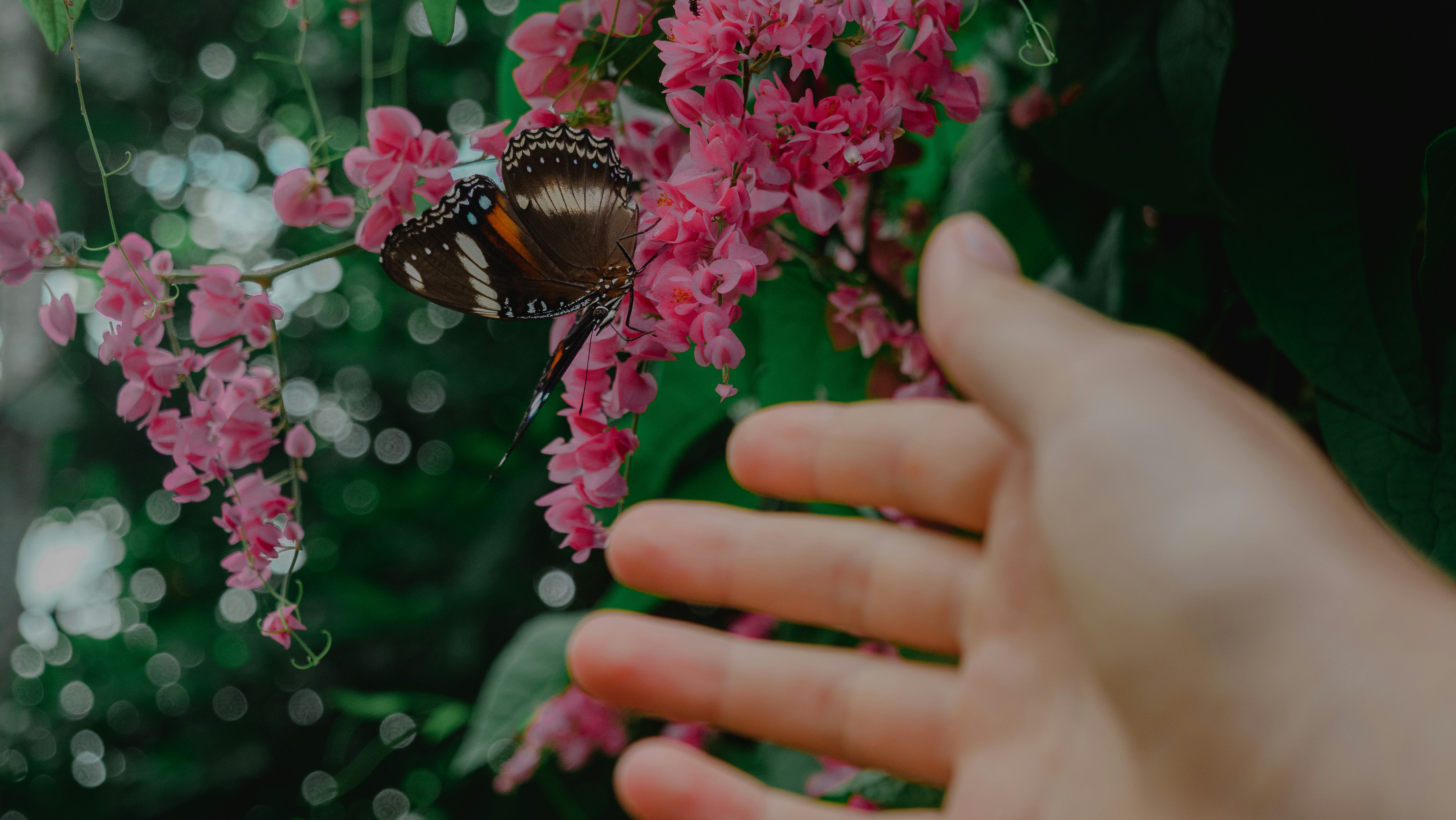 Butterfly on Pink Petals: A Quiet Moment Between Bloom and Gesture