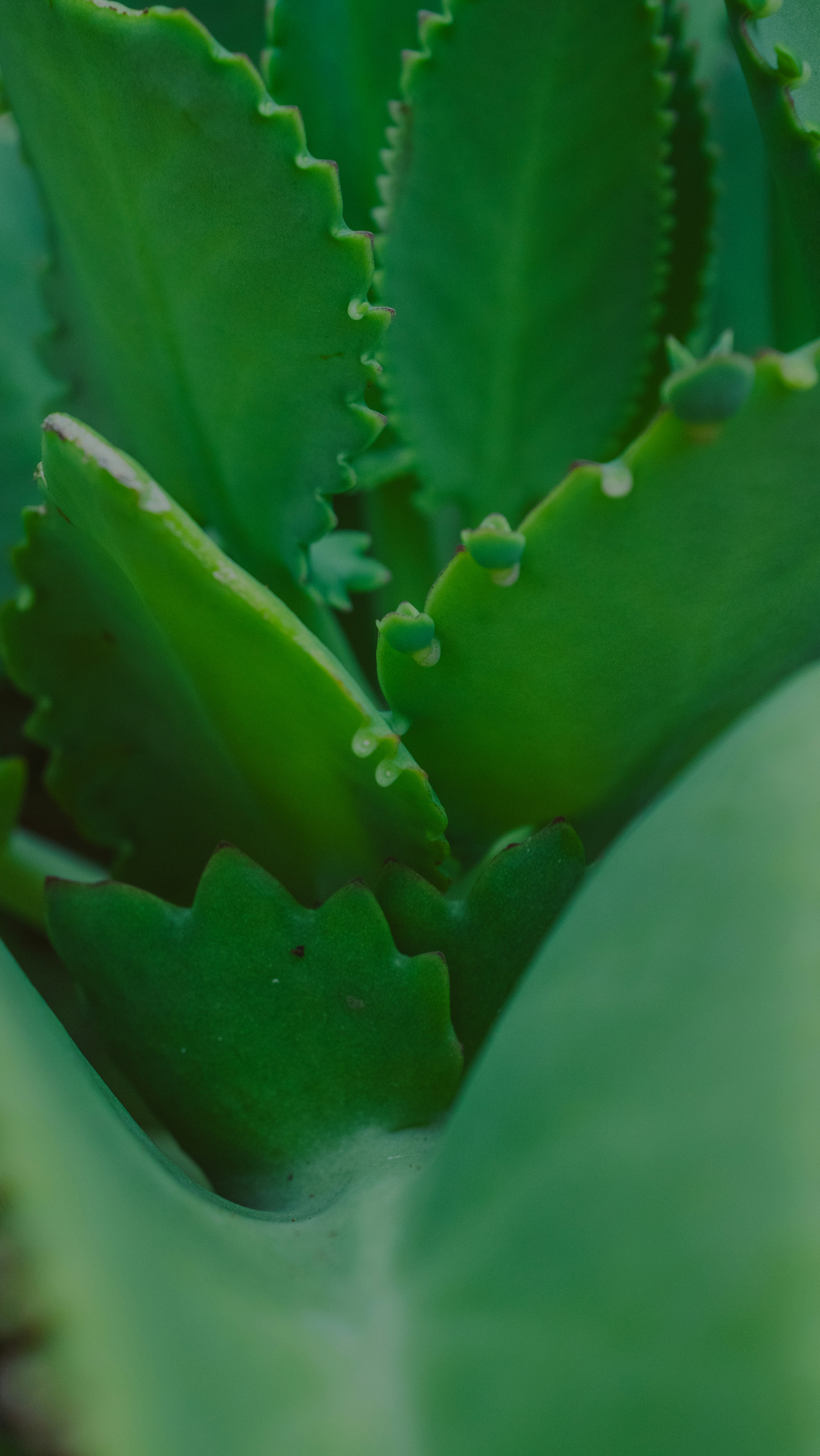 Emerald Fronds: A Close Encounter with Succulent Edges