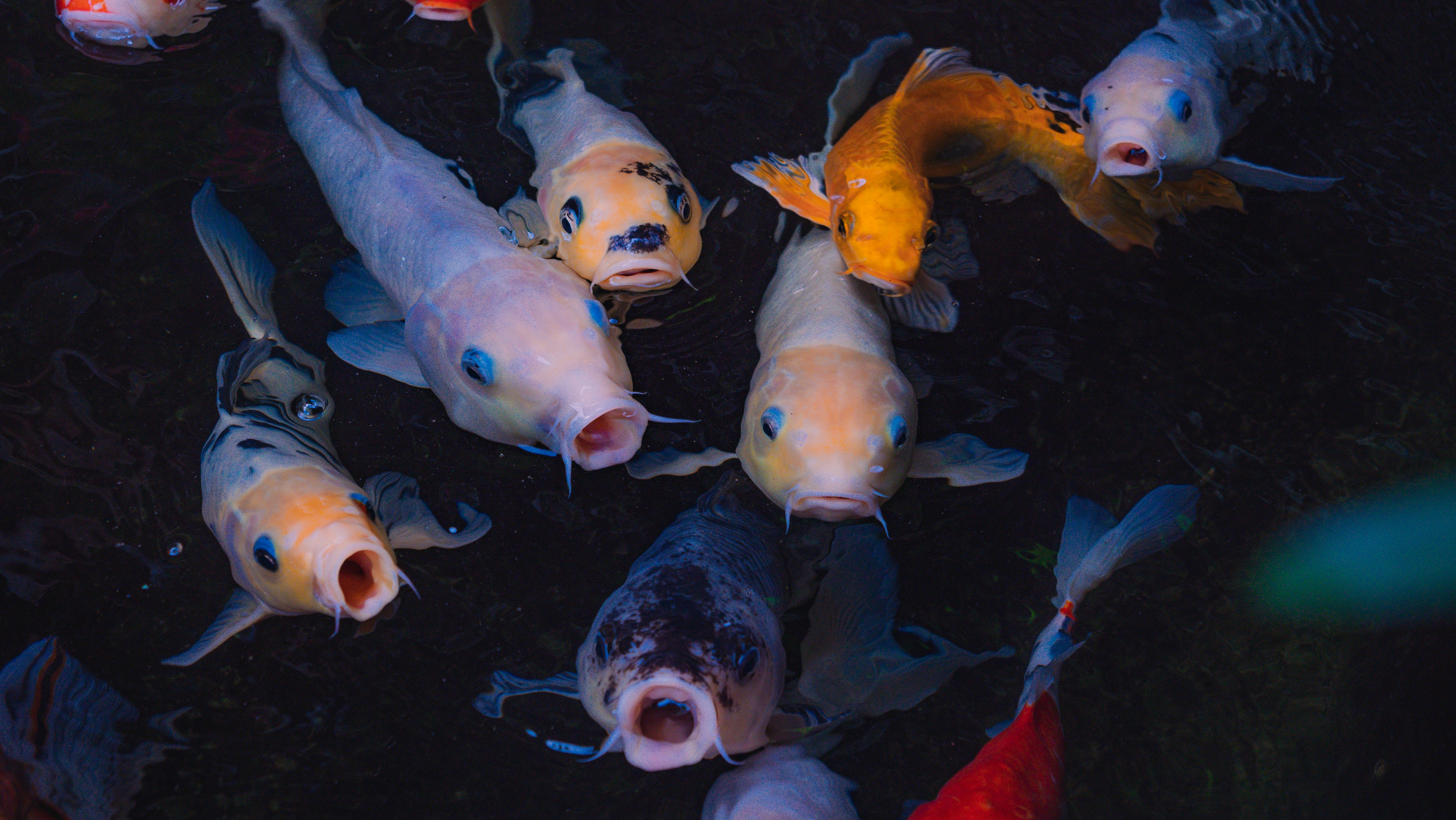 Koi fish swim up toward the camera.