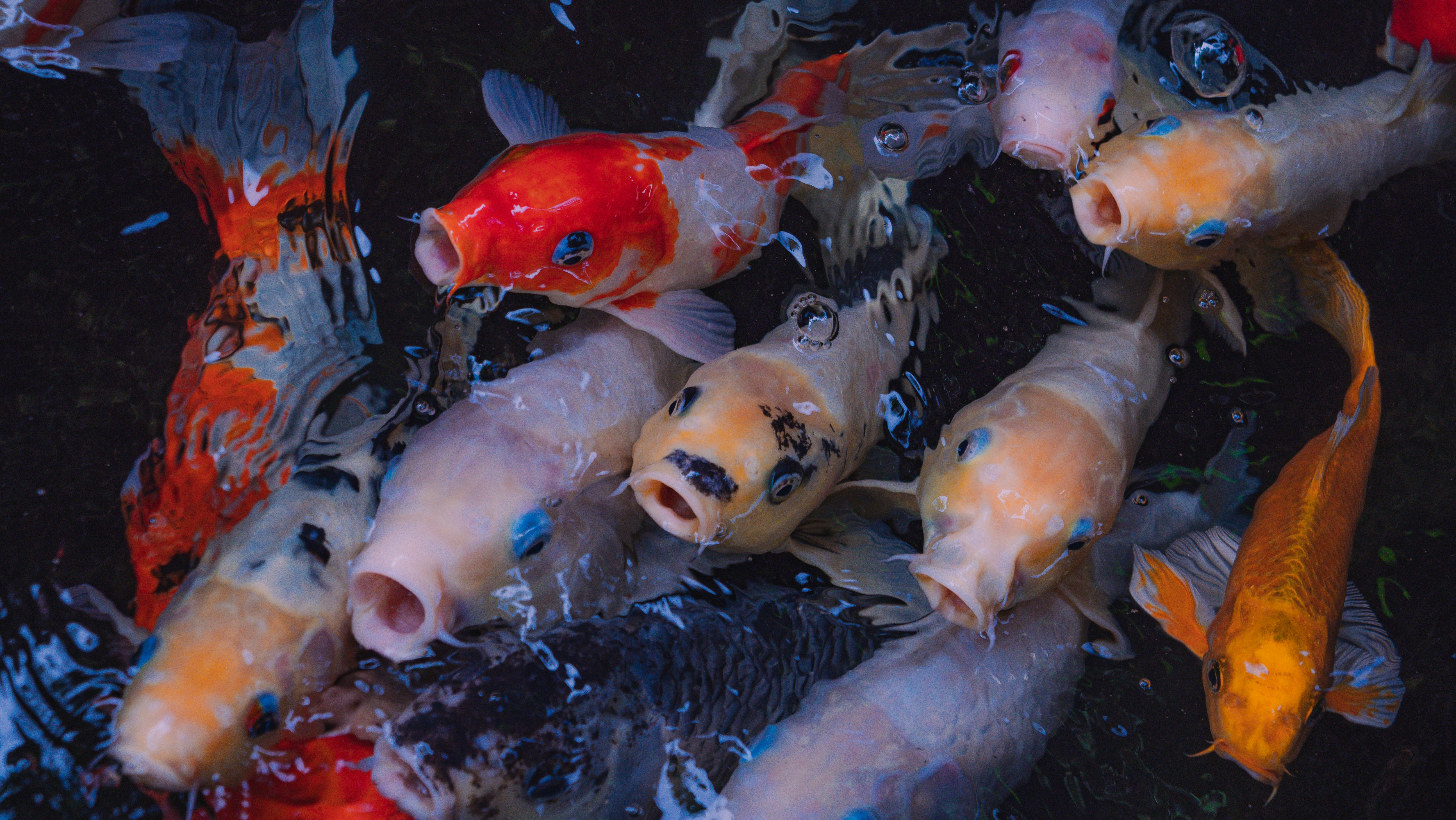 Koi fish swim together, mouths open. photo – Free Bali Image on Unsplash