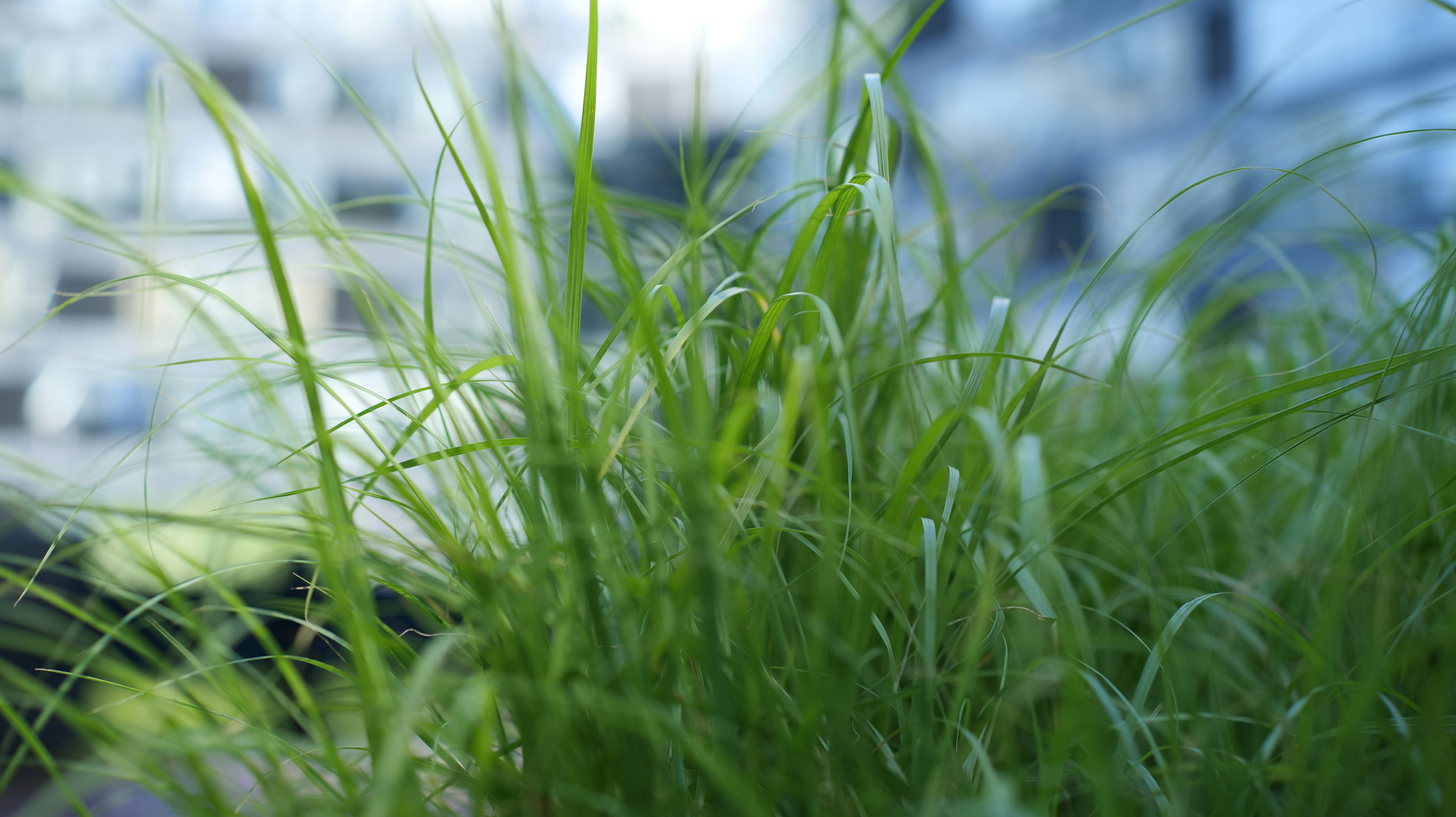 Lush green grass sways gently, capturing the essence of nature juxtaposed against a blurred urban backdrop.