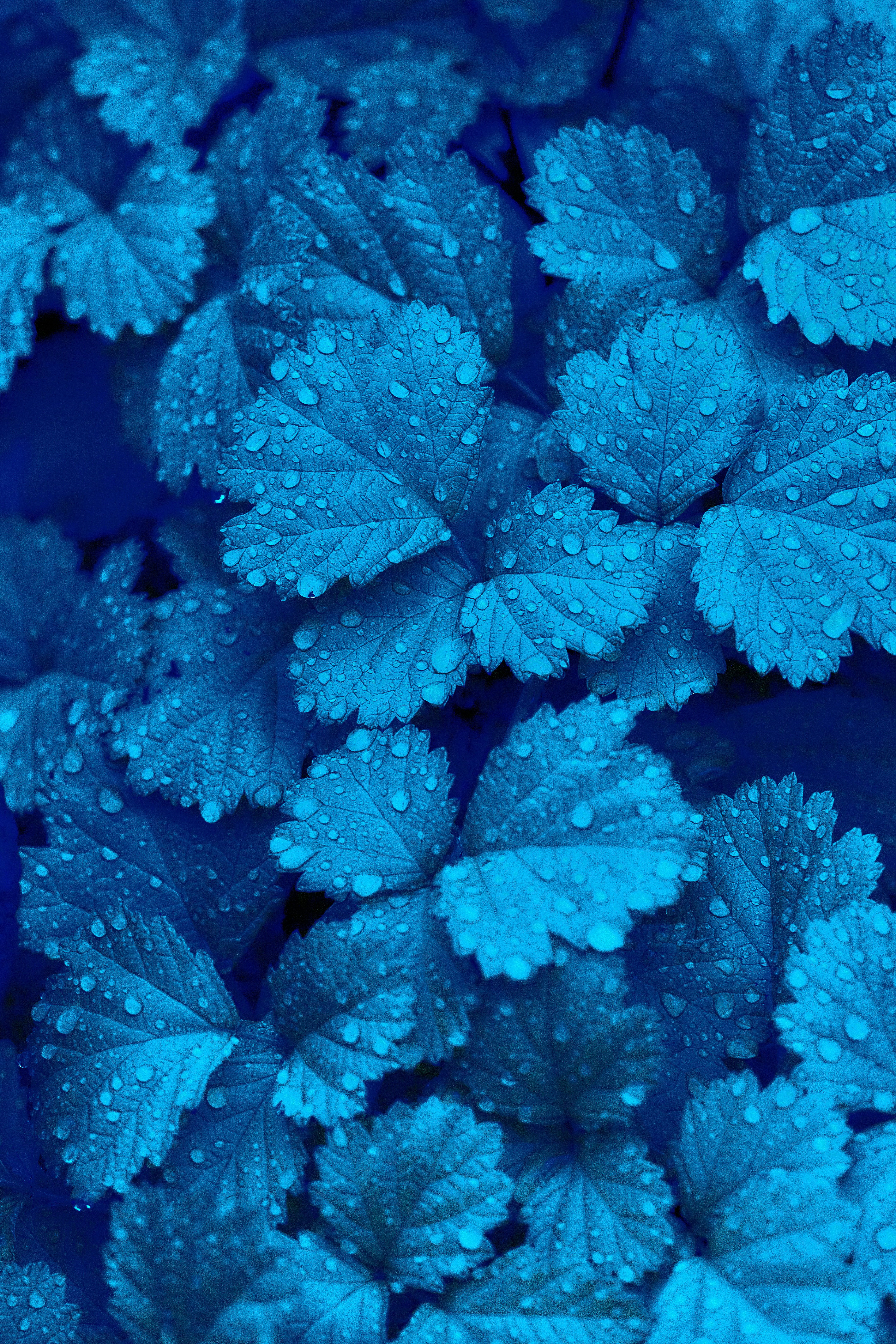 Vibrant blue leaves adorned with glistening droplets, showcasing the beauty of nature's textures.