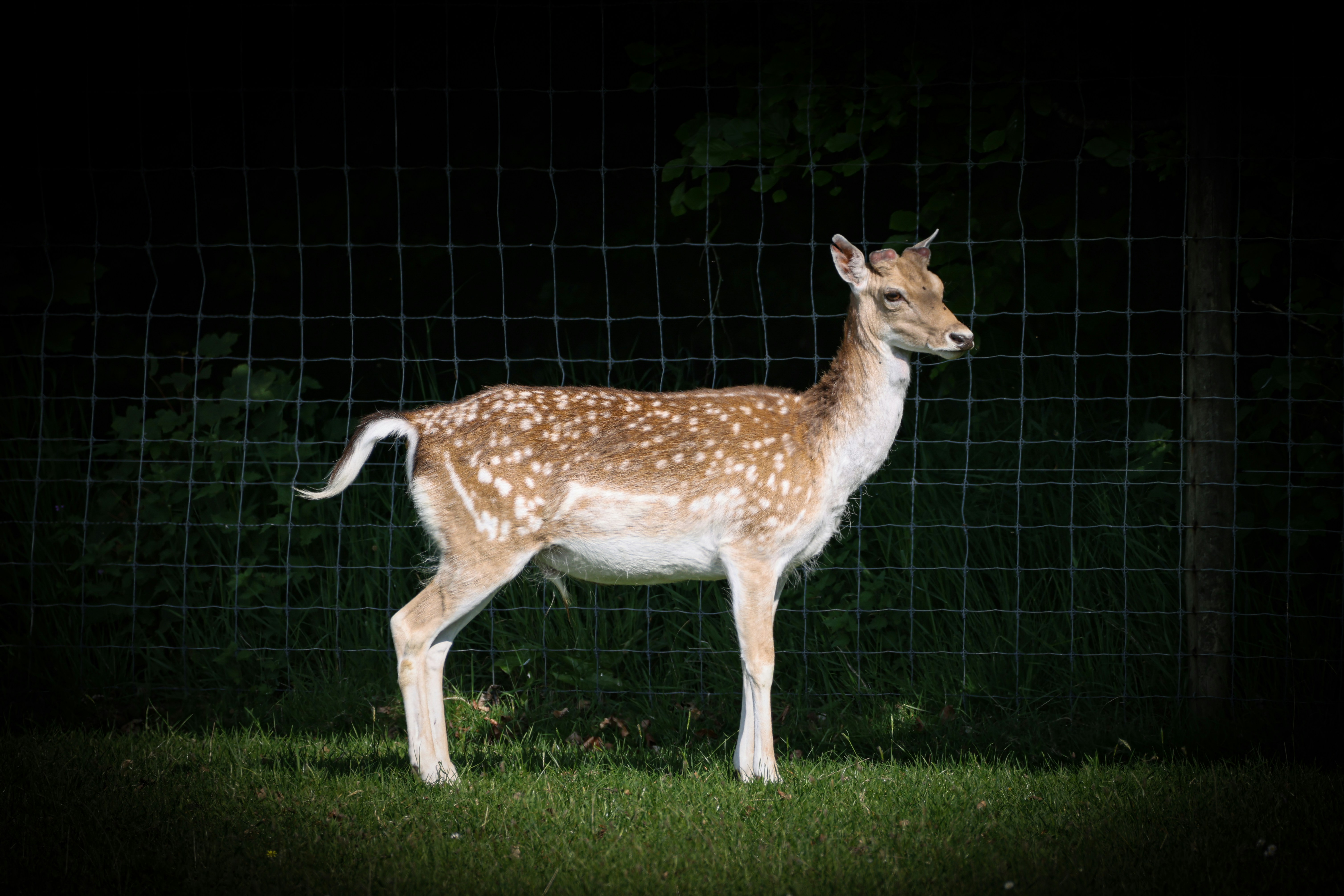 Lone Fawn in a Moonlit Fence