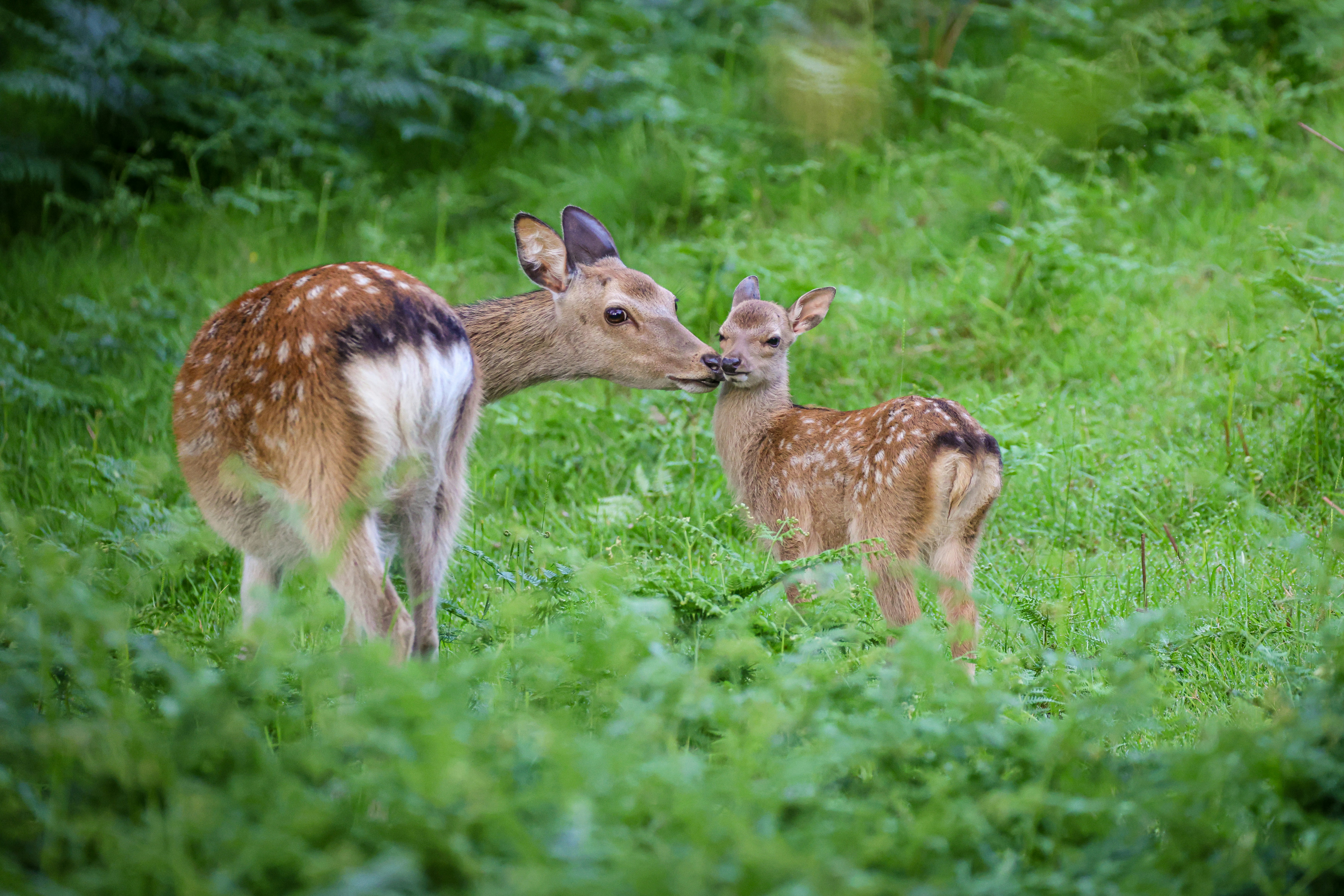 A doe nuzzles its fawn in a lush meadow. photo – Free Deer Image on ...