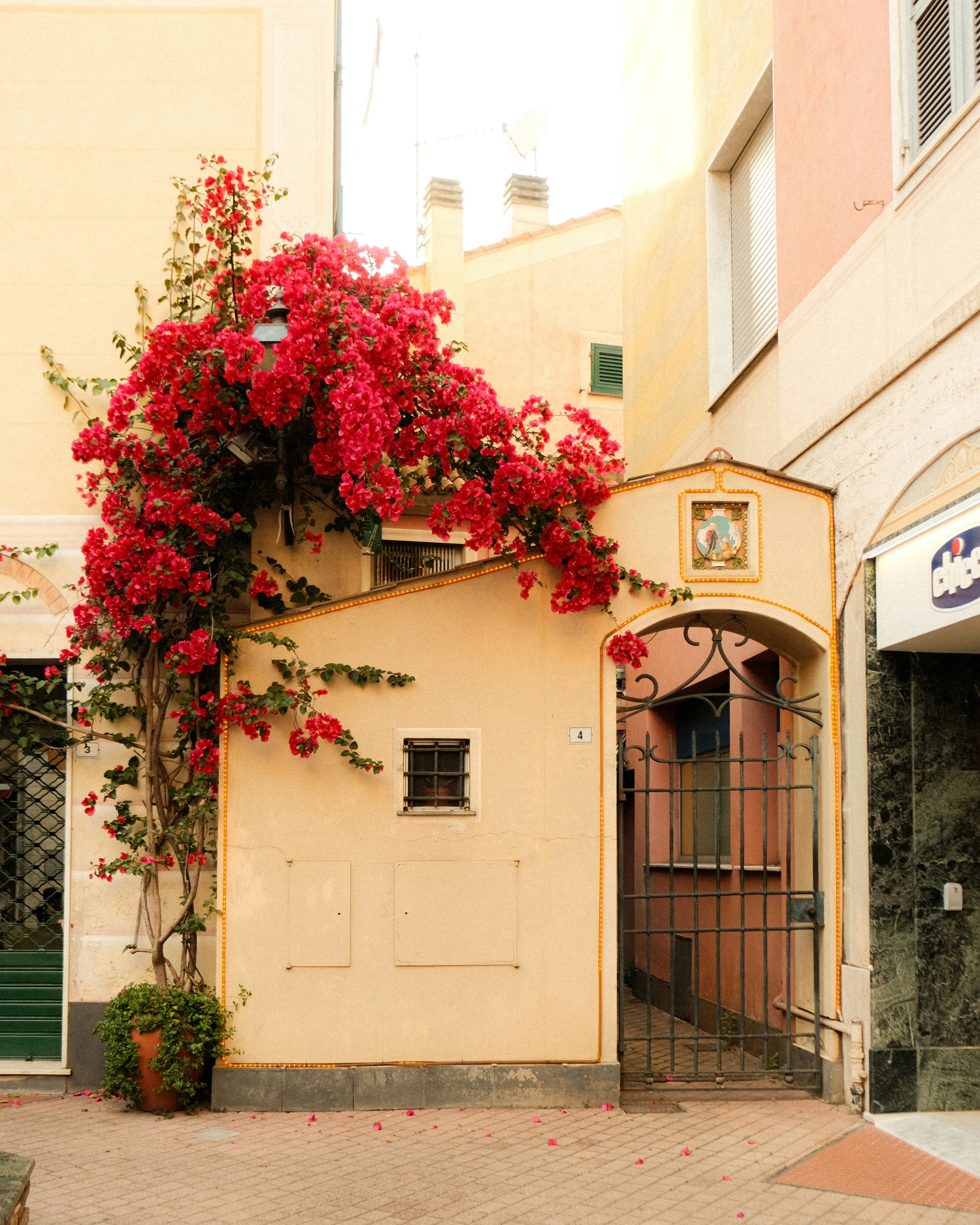 A red flower climbs along a colorful building.
