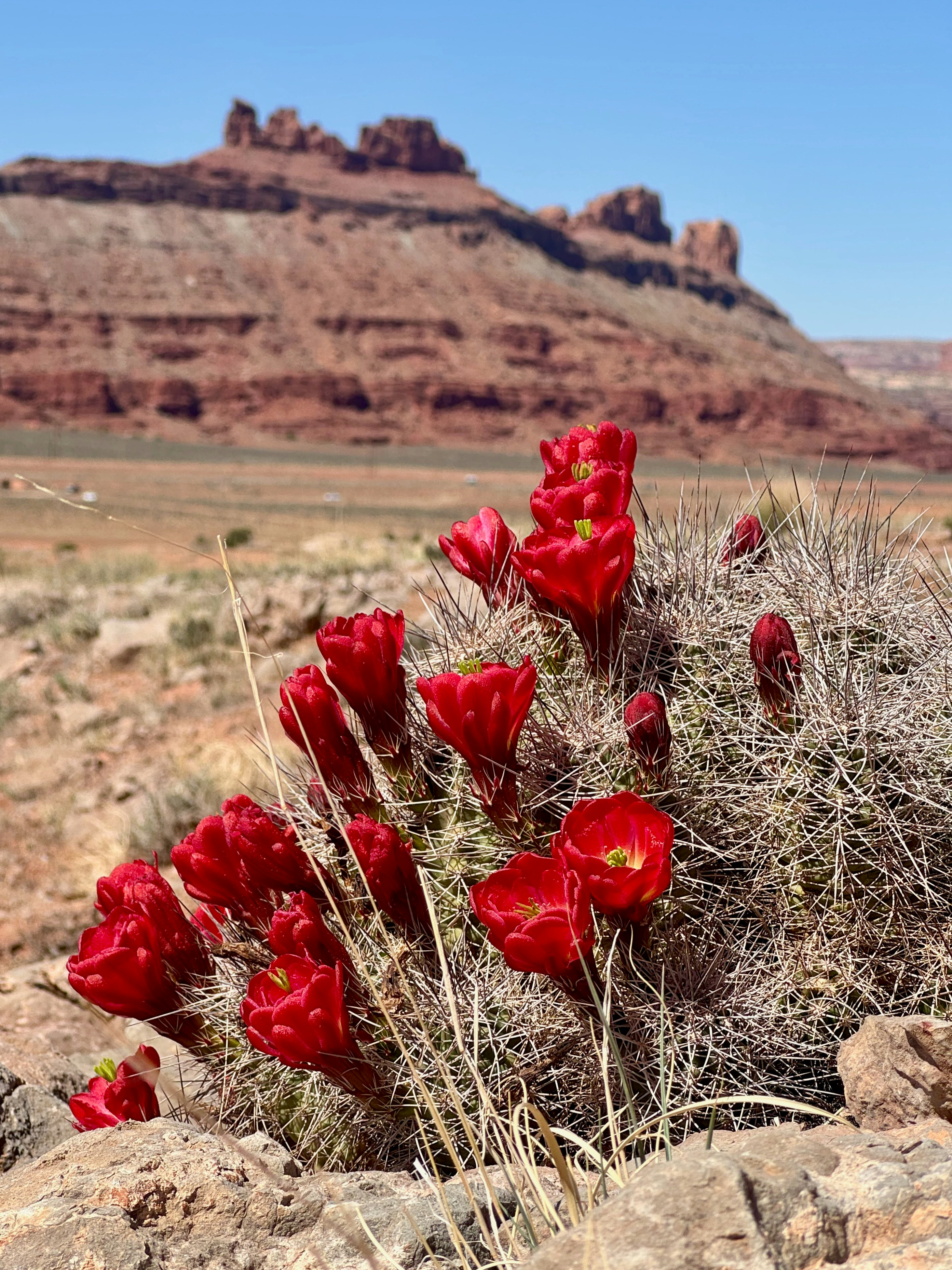 Vibrant red cactus flowers bloom in the foreground, contrasting with the rugged red rock formations in the background under a clear blue sky.