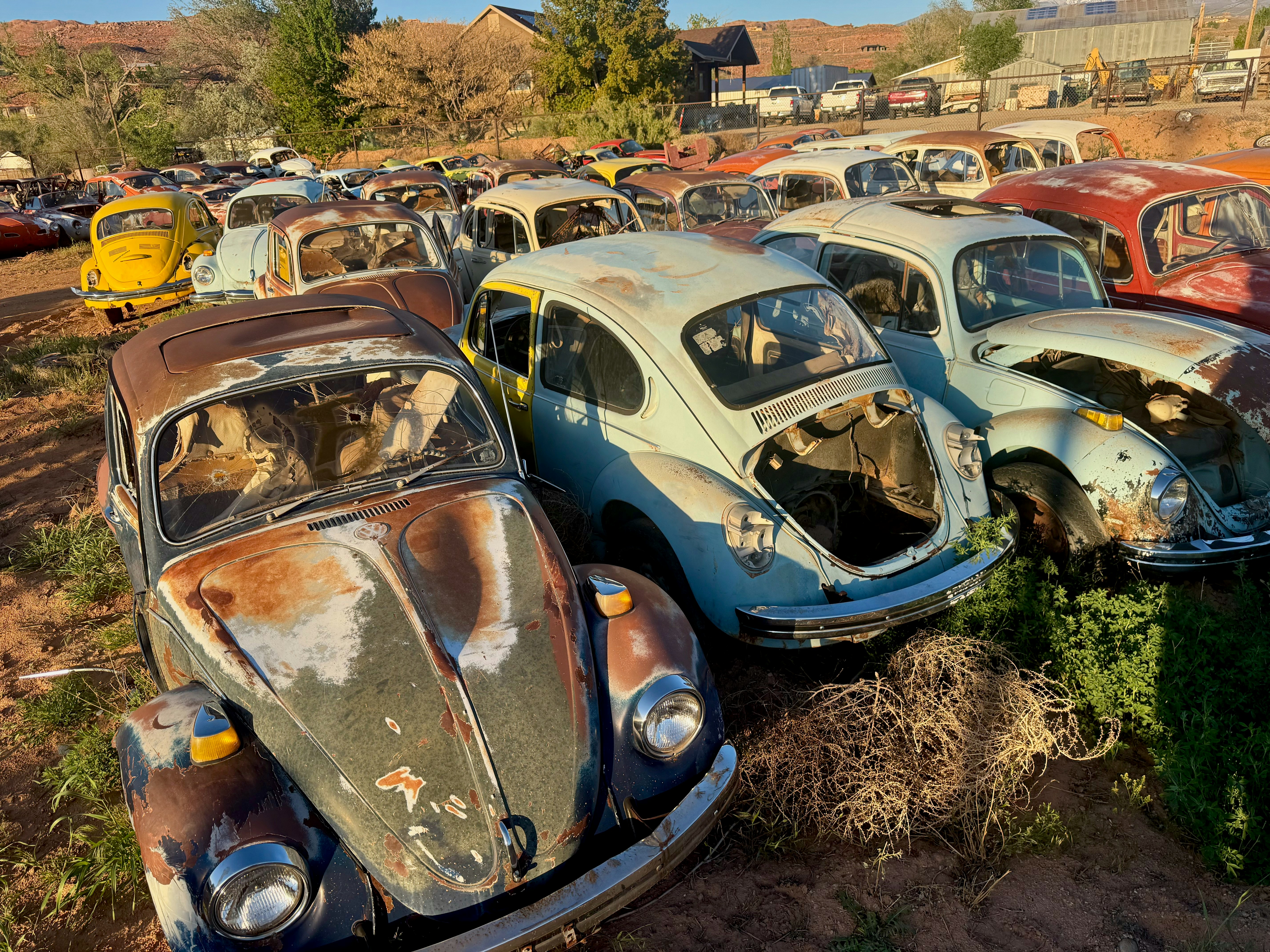 Desert Beetle Parade: Sunlit Rust and Colorful Legacy