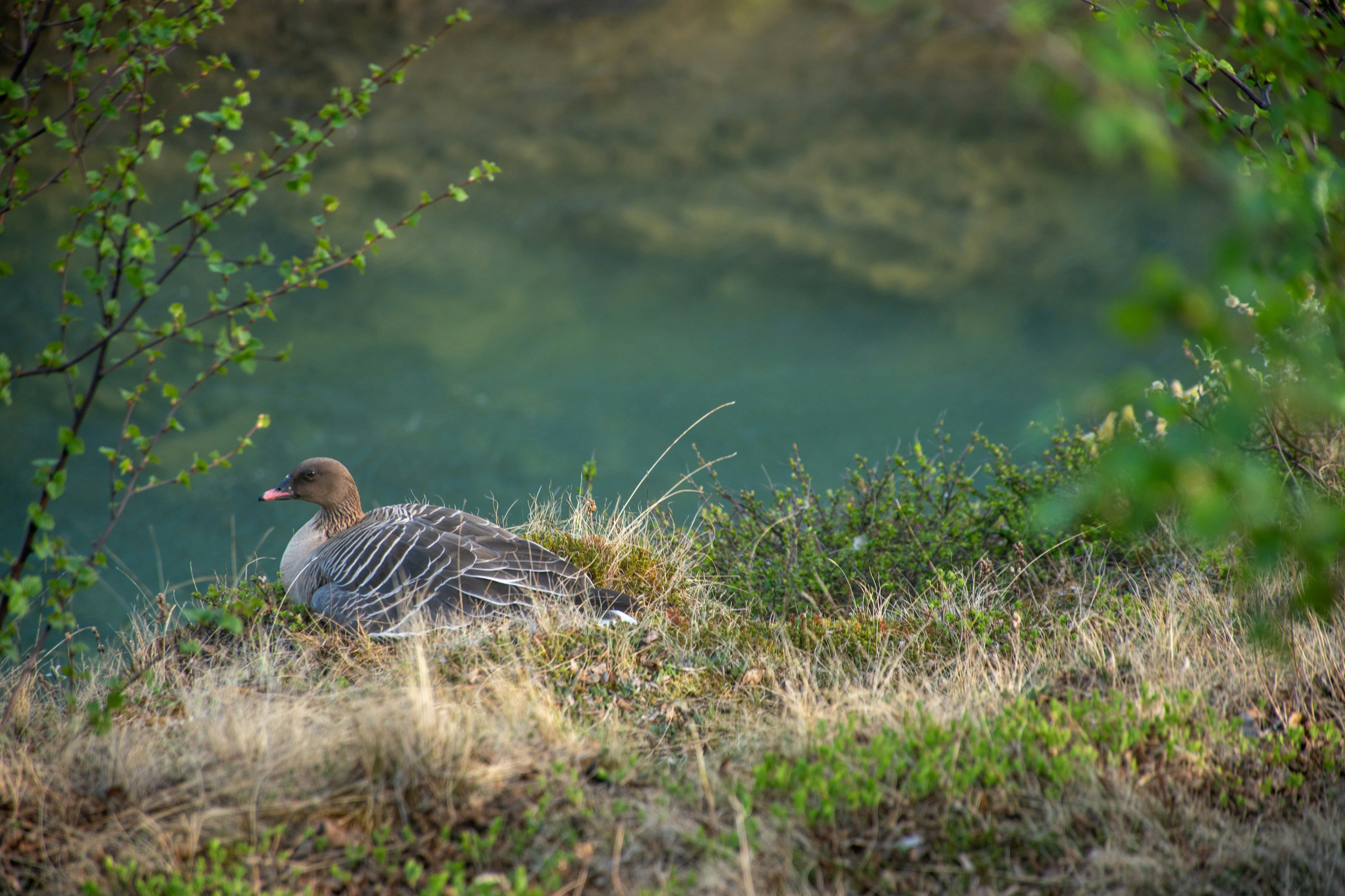 A gray goose resting on a grassy bank beside a tranquil blue-green body of water.
