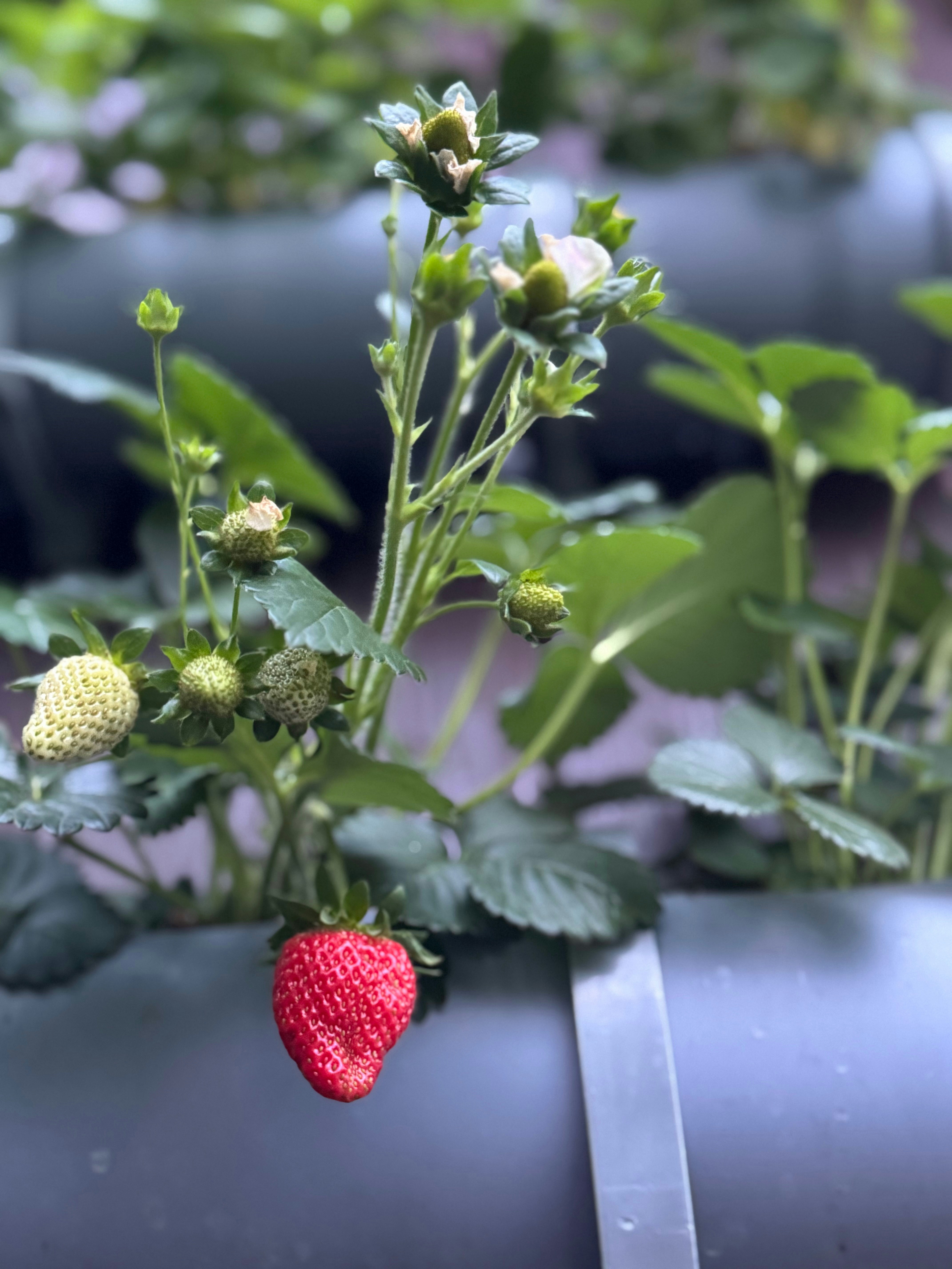 Crimson Anchor in a Sea of Green: Close-Up Strawberry