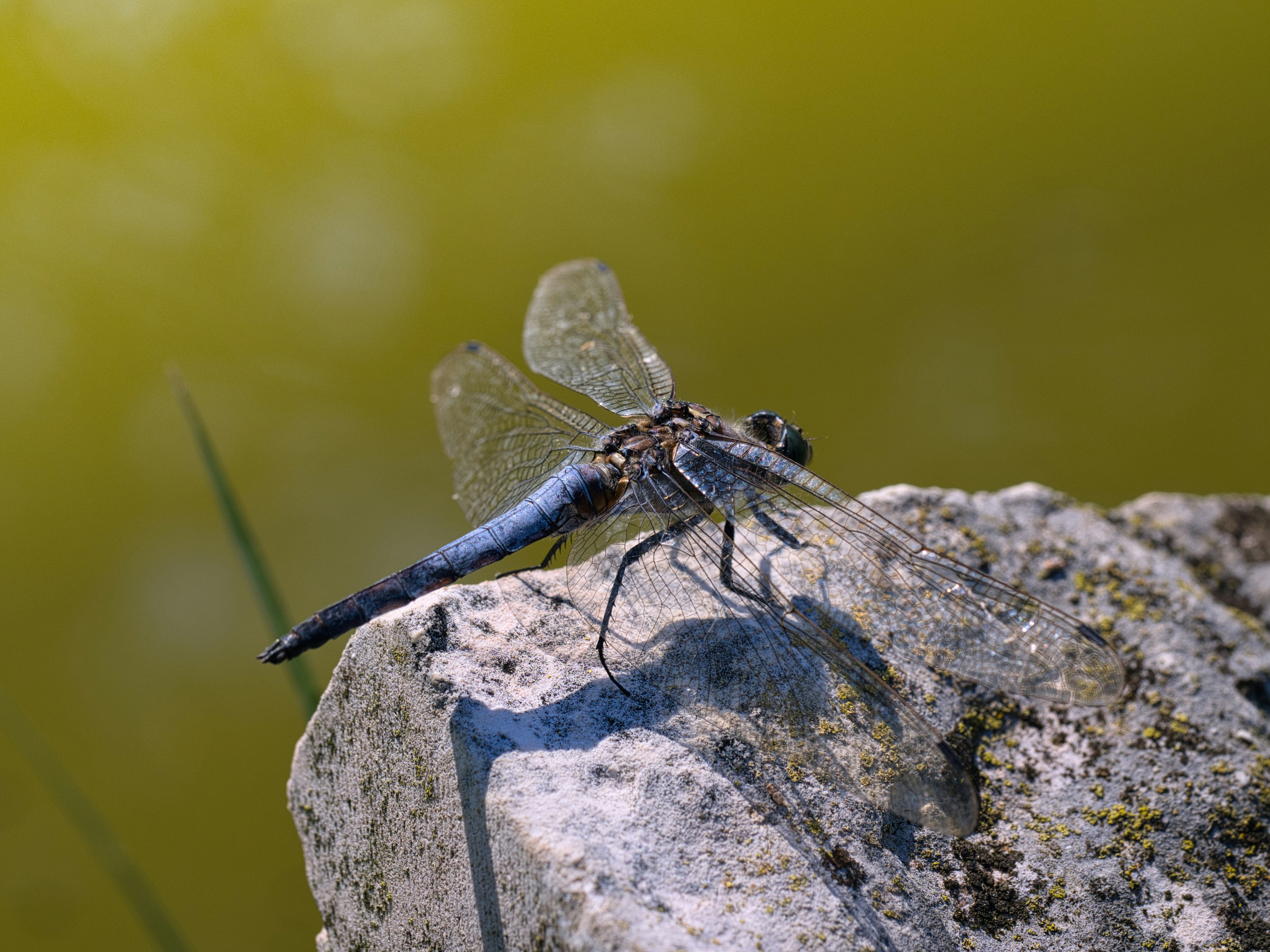 Azure-Blue Dragonfly on a Weathered Rock by a Quiet Pond