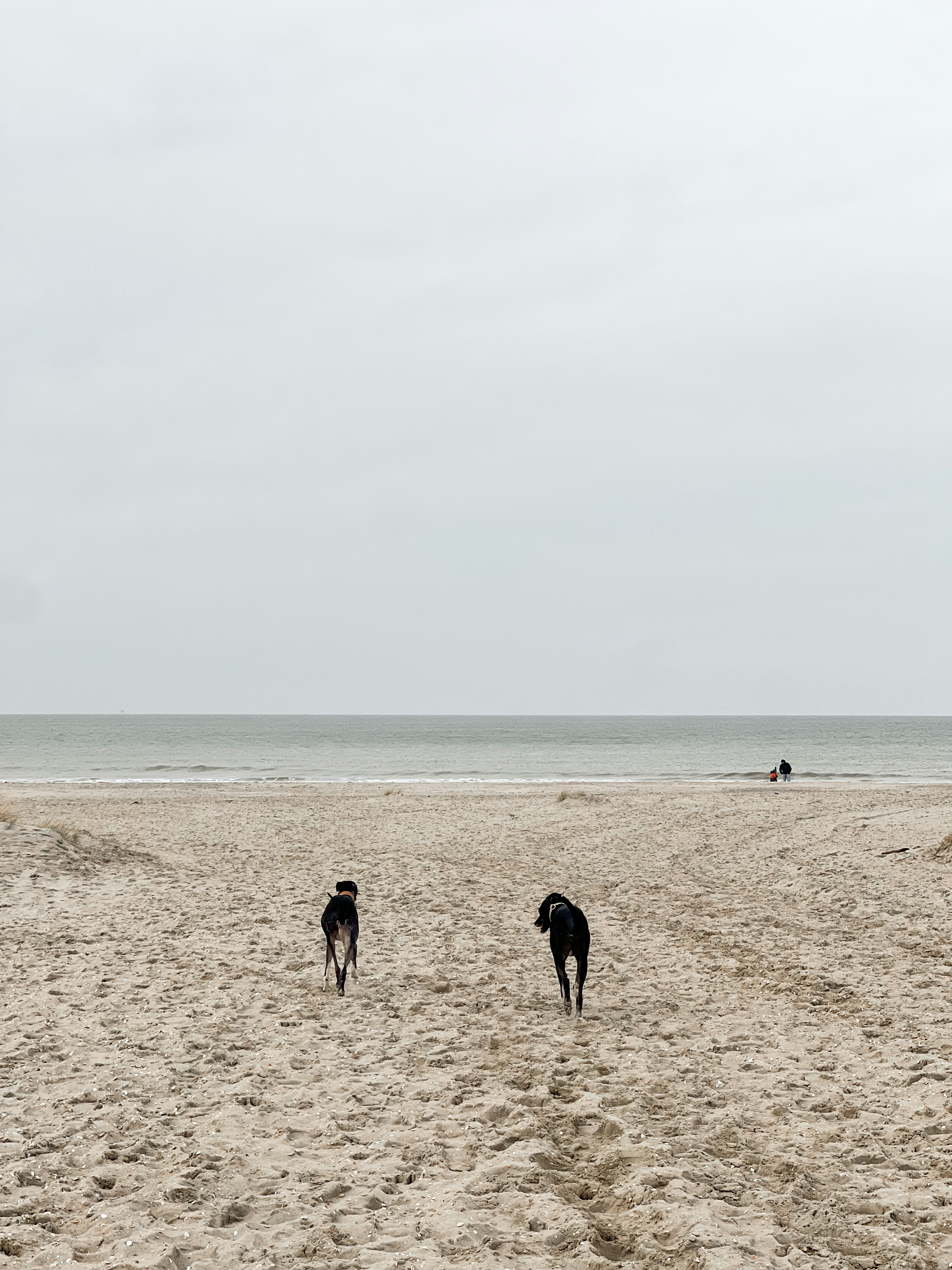 Horizon Walk: Two Dogs on a Quiet Beach