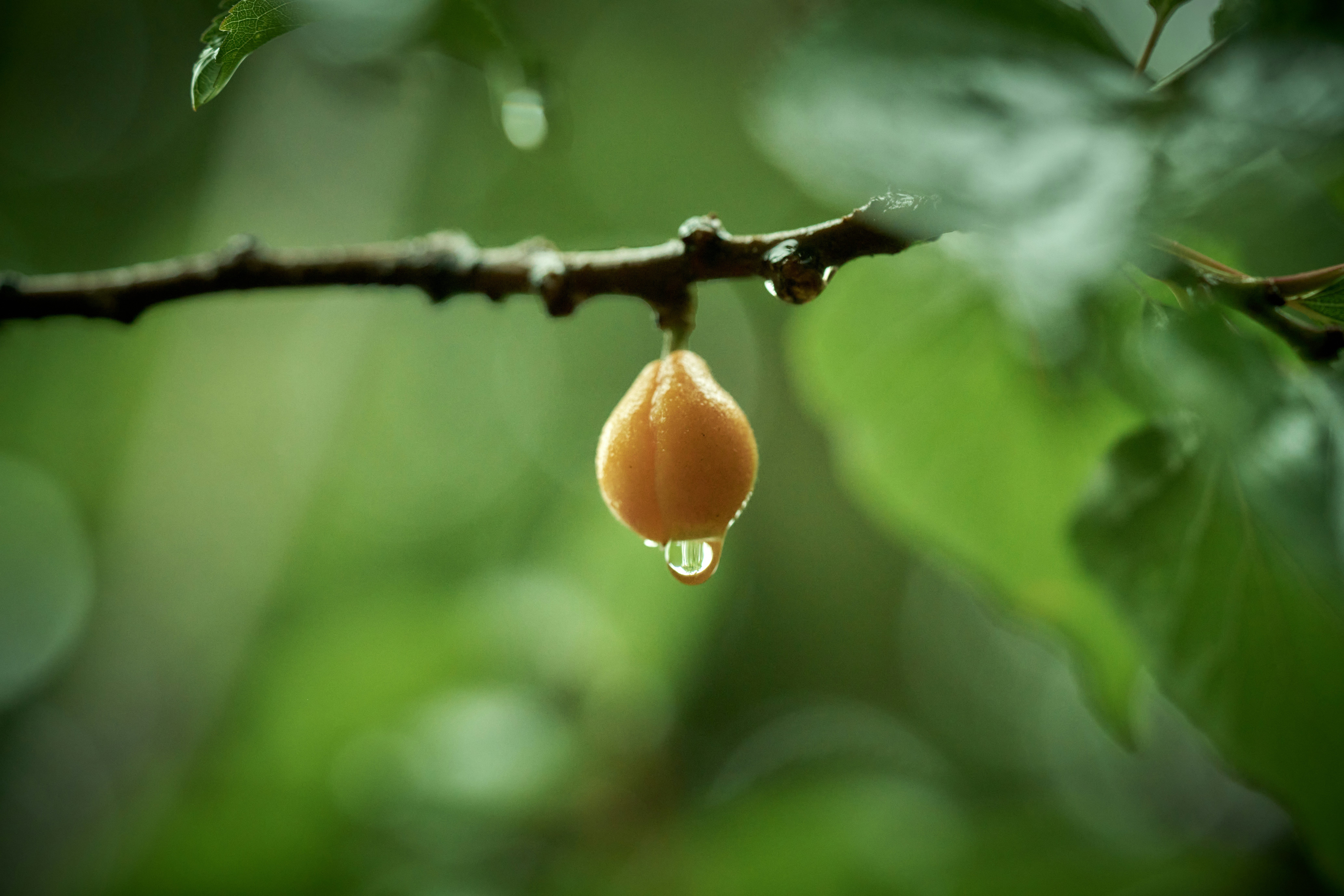A delicate fruit hangs from a branch, adorned with a glistening water droplet, surrounded by lush green foliage.