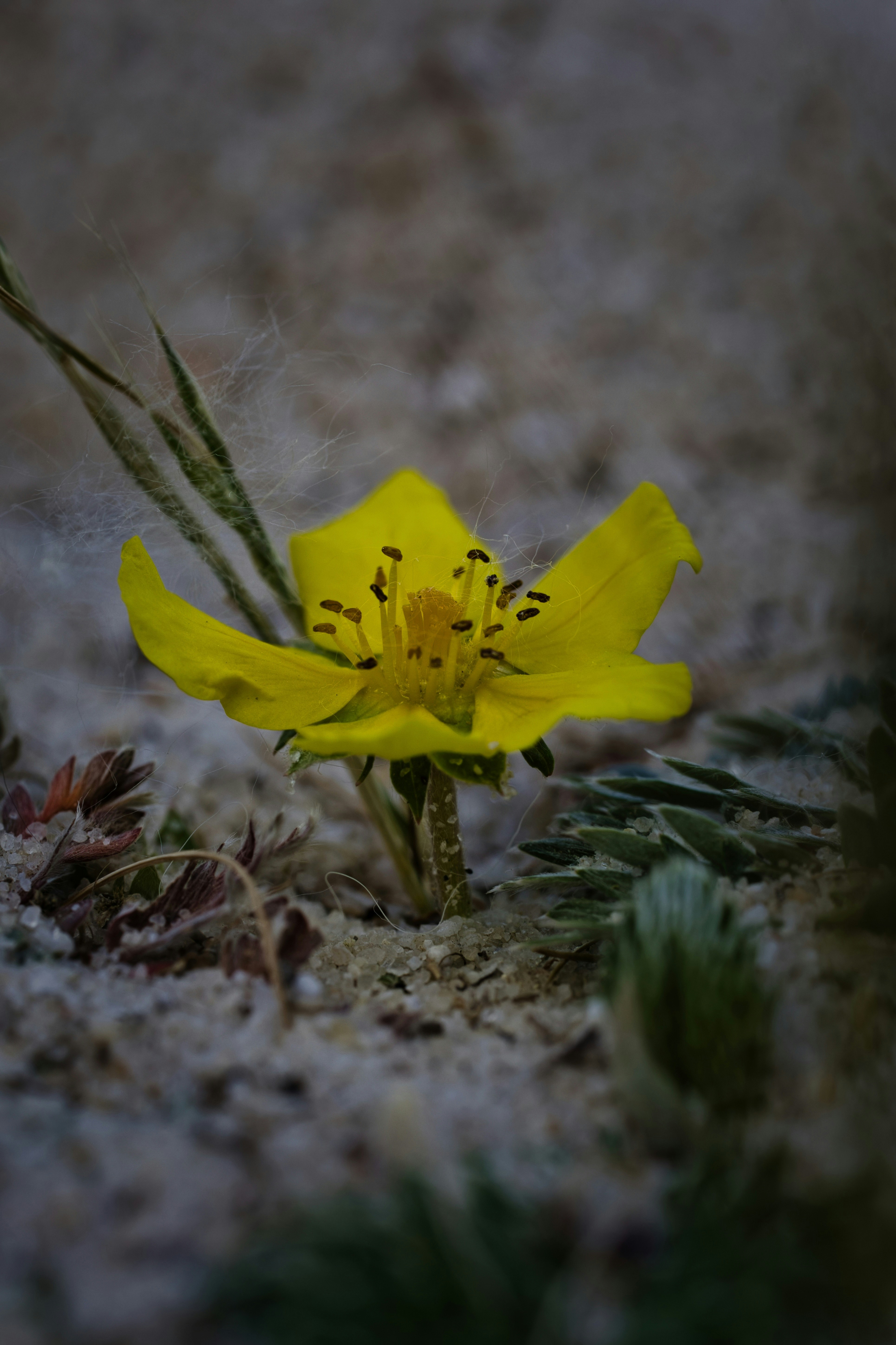 Solitary Yellow Bloom Claiming a Grainy Desert Dawn