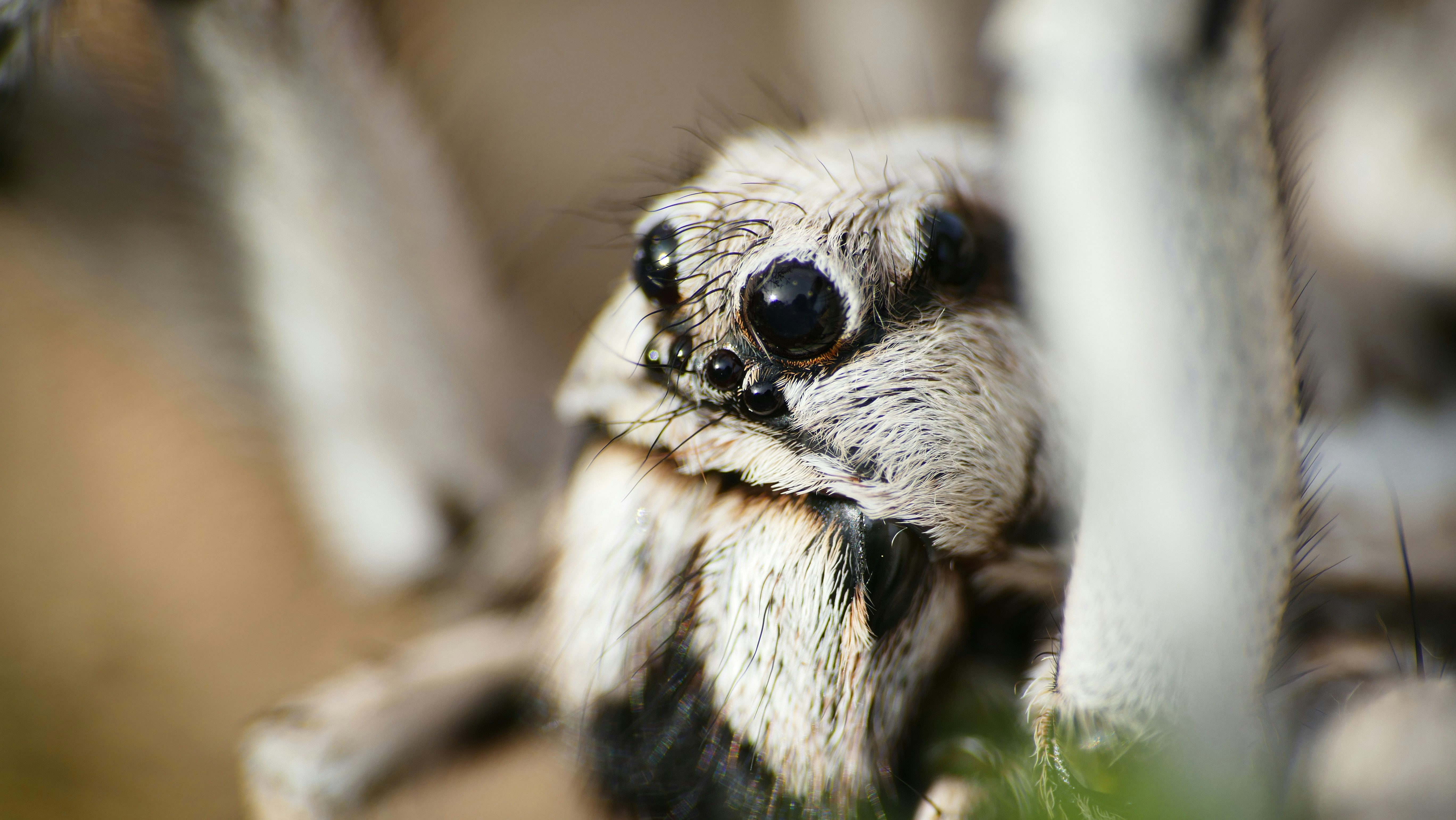 Macro Portrait: The Jumping Spider's Gaze Among Fern Fronds