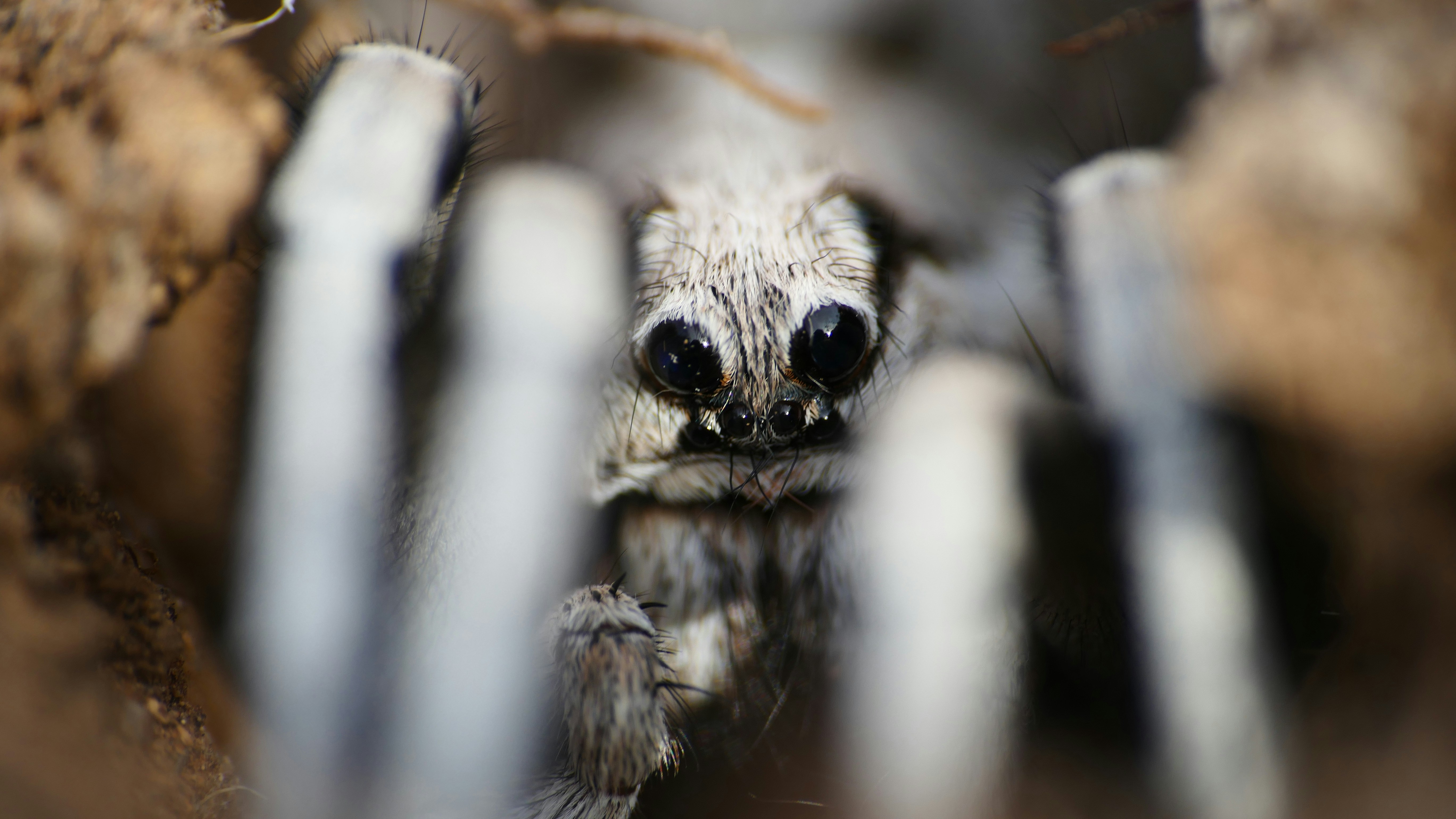 Eyes Through the Slats: Jumping Spider Peers into the Frame
