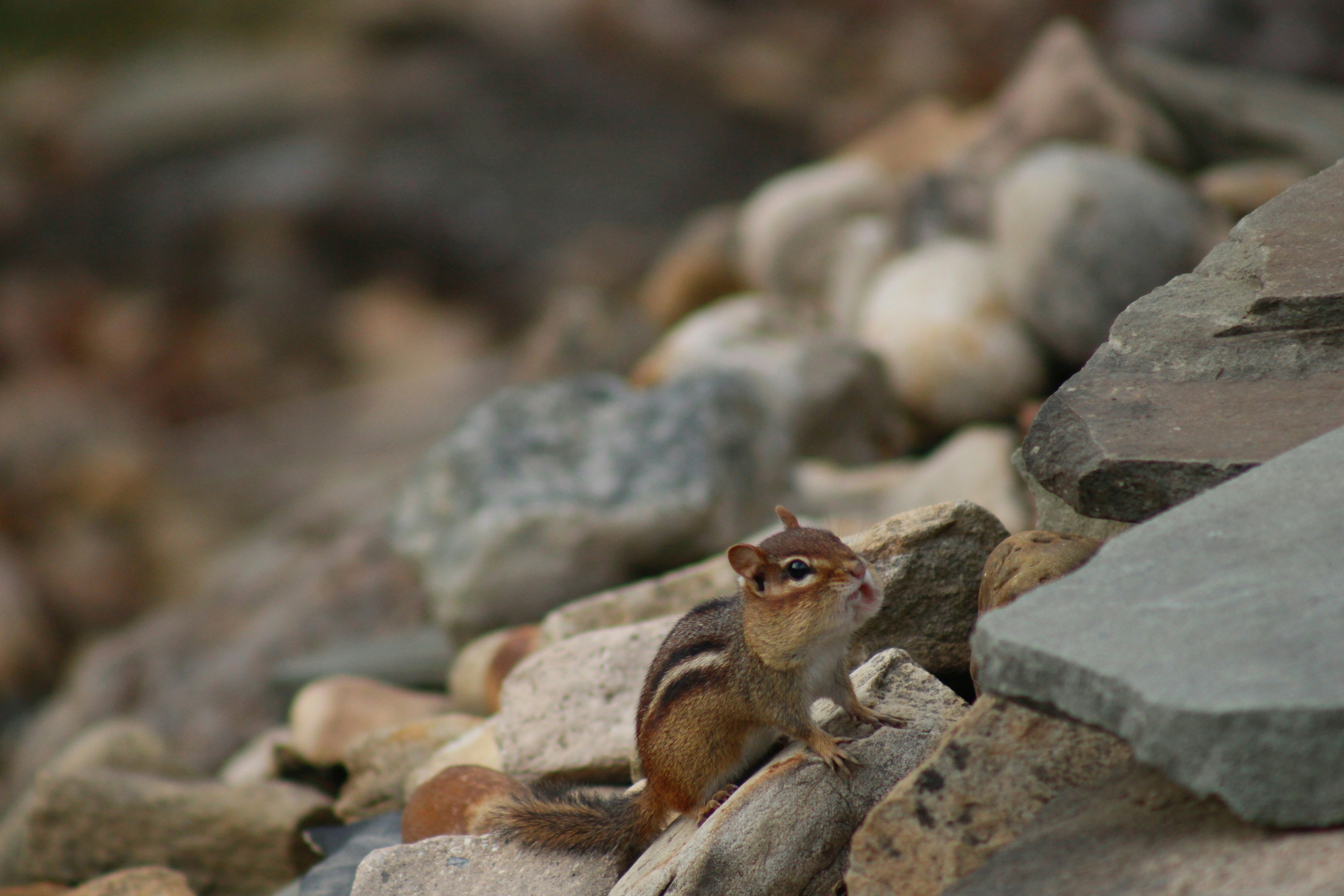 Chipmunk Scout Amid Pebbles by the Riverbank