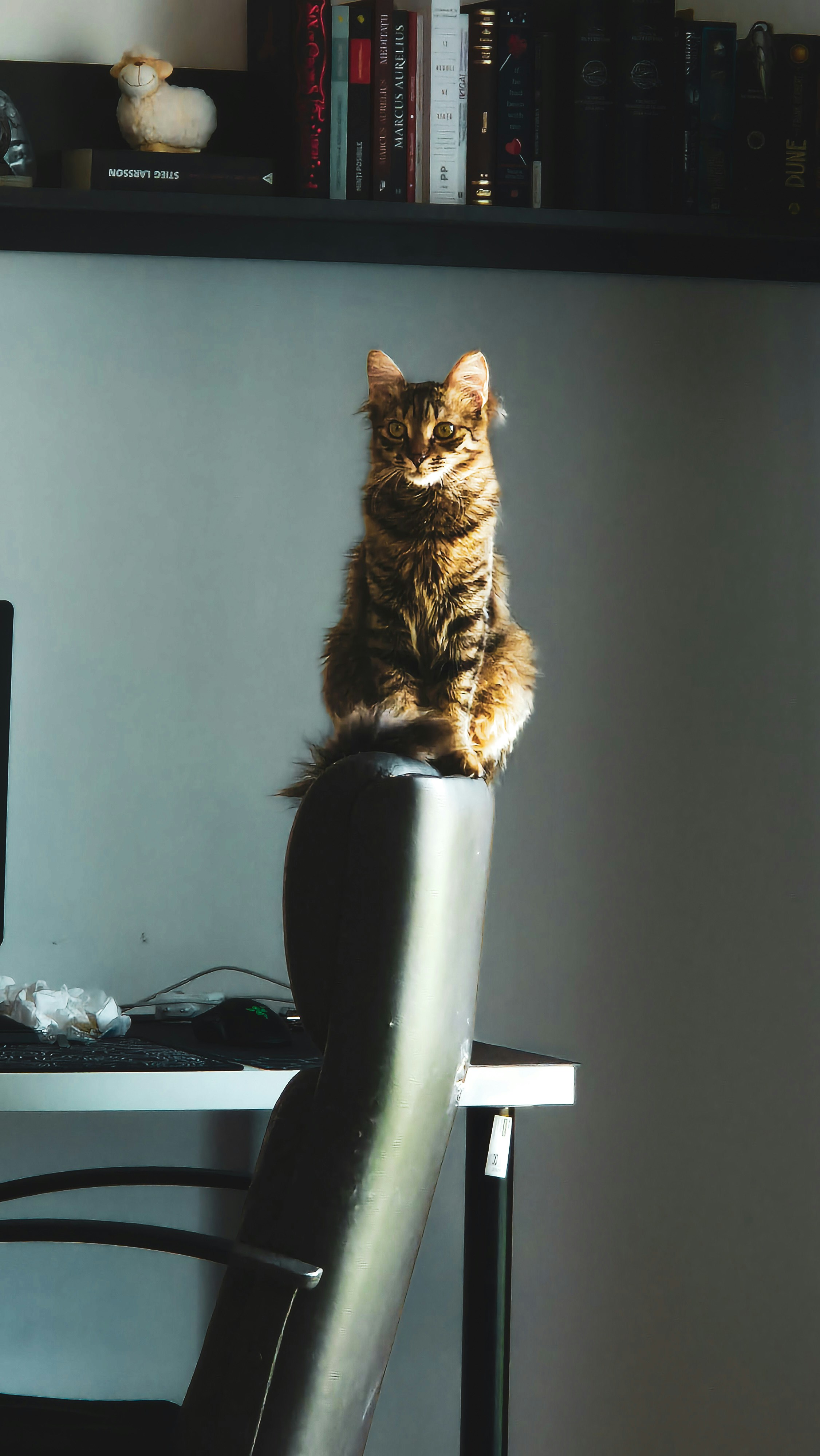 Elegant Perch: A Curious Cat Holds Center Stage on a Quiet Desk