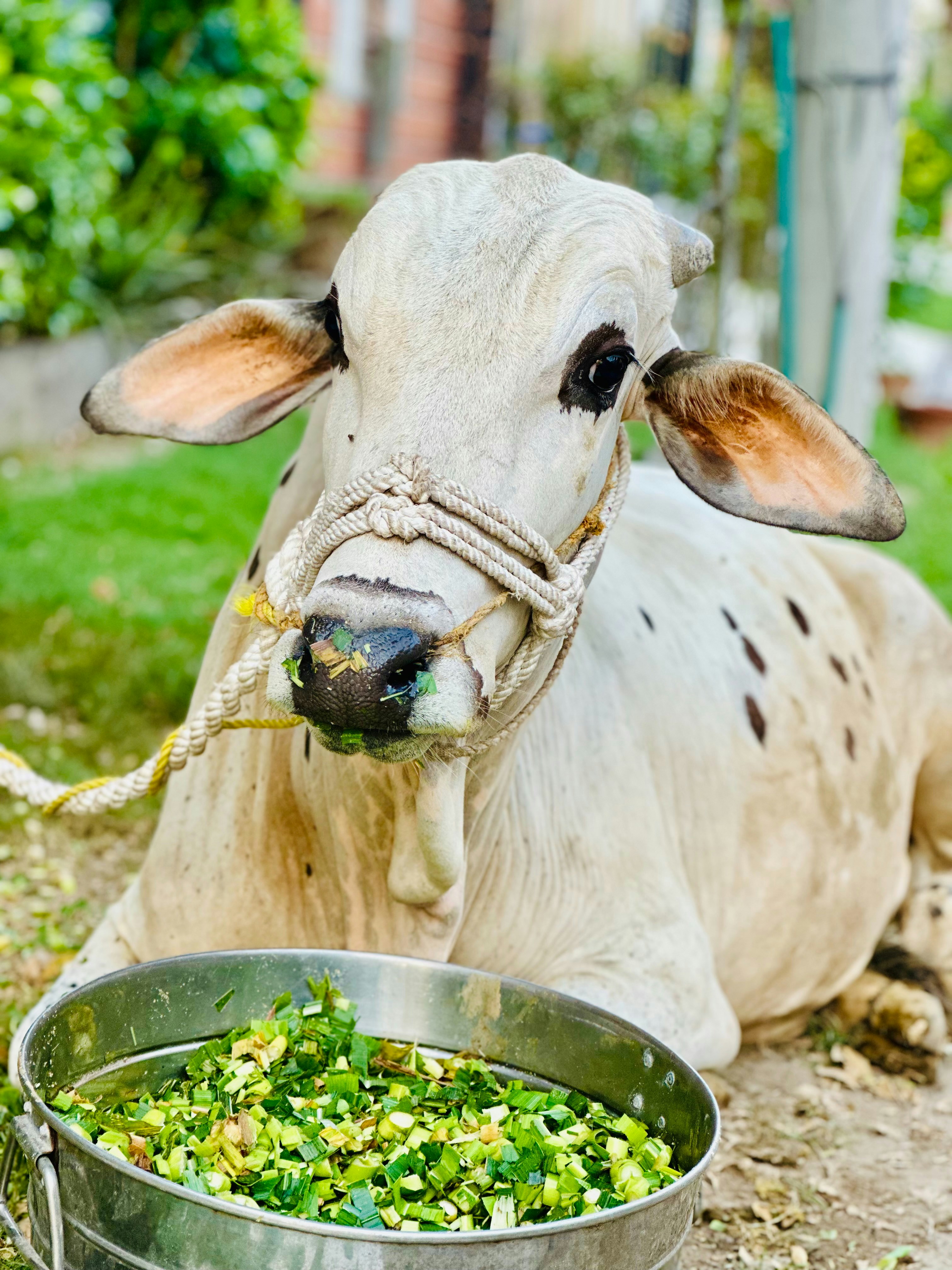 A Gentle Grazing Moment