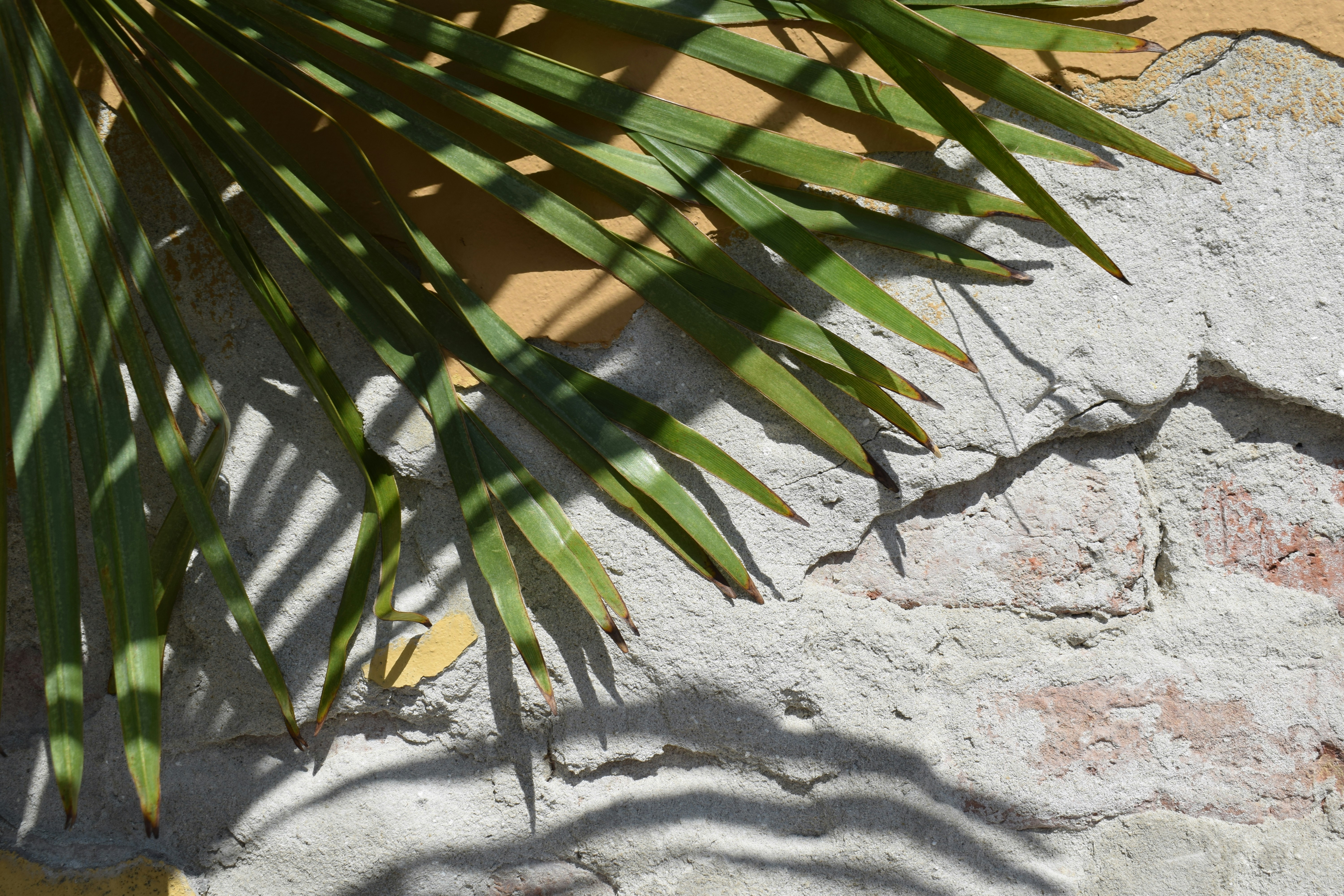 Palm Fronds Adorn a Weathered Brick Wall in Sunlit Shadow