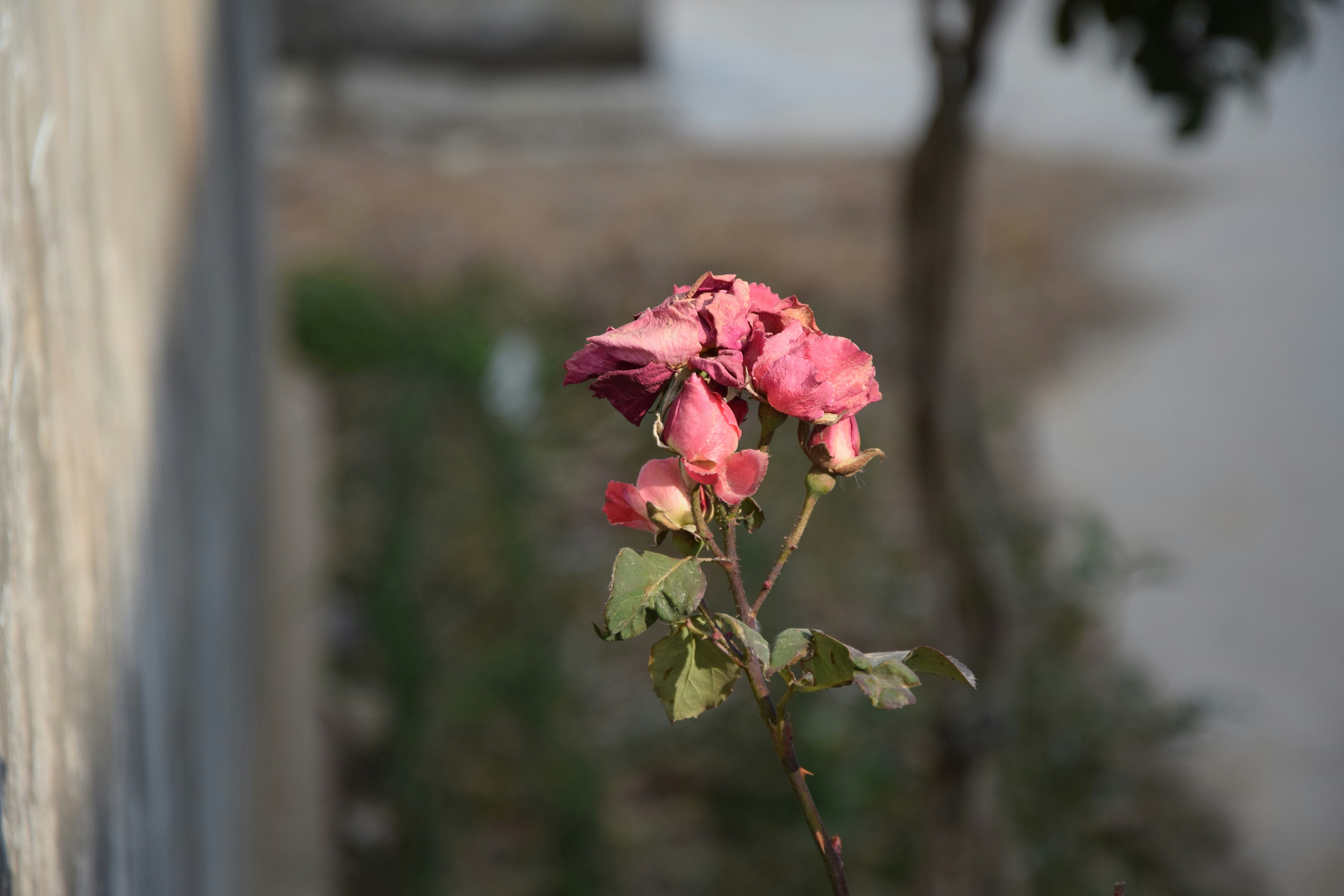 Rose Against a Quiet Alley Backdrop