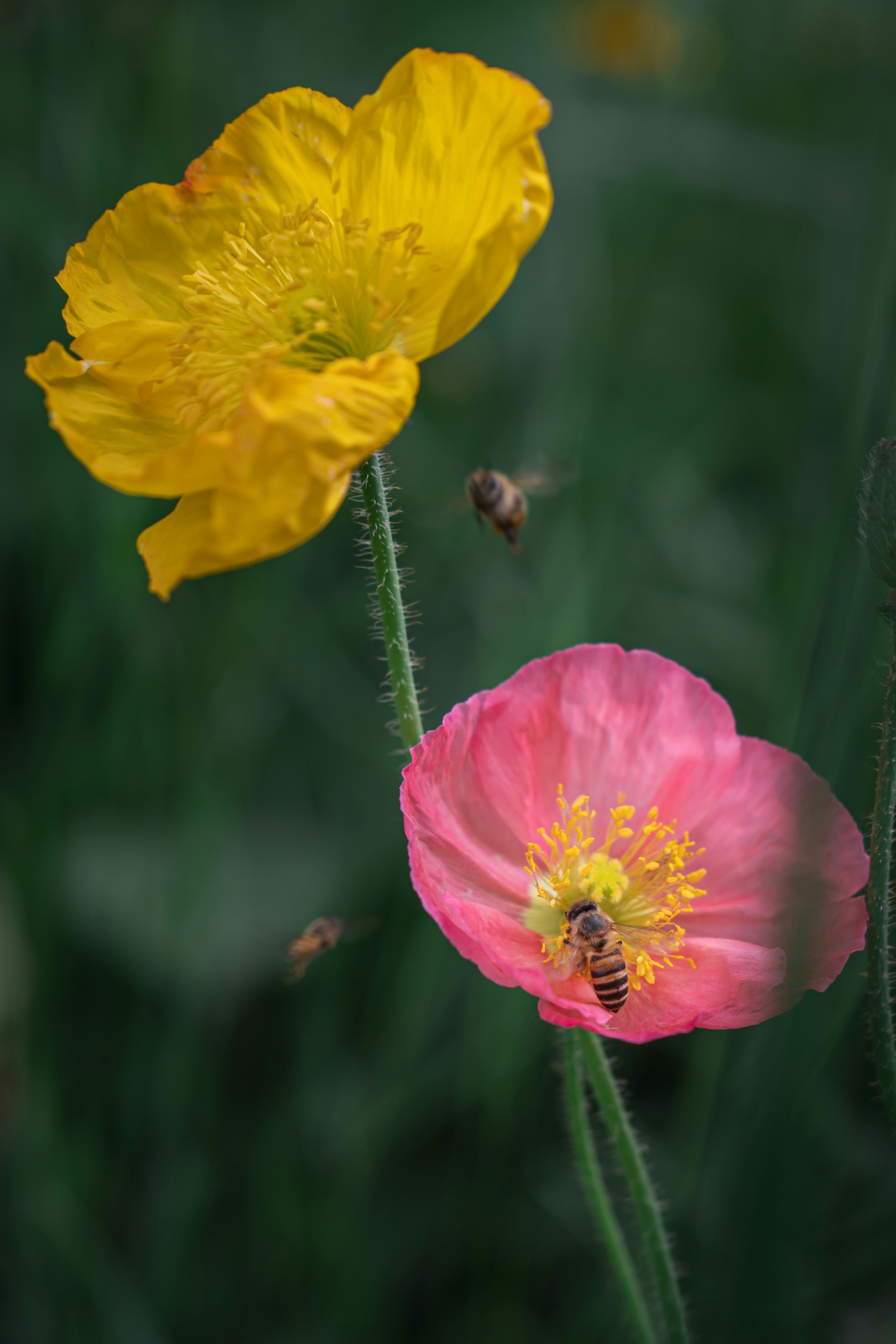 Bee on a Pink Poppy: A Quiet Moment Between Yellow and Pink Blooms