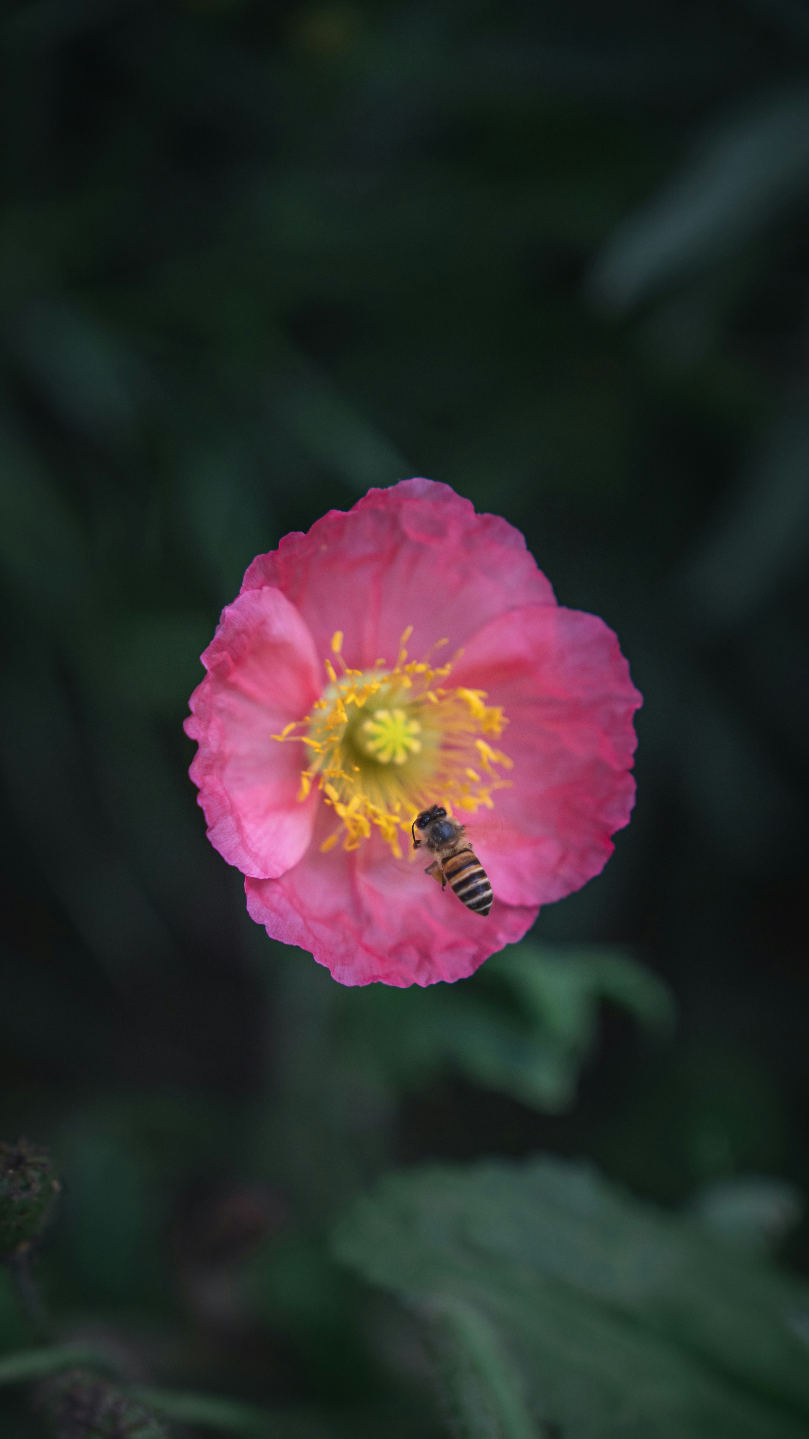 Bee at the Heart of a Pink Poppy