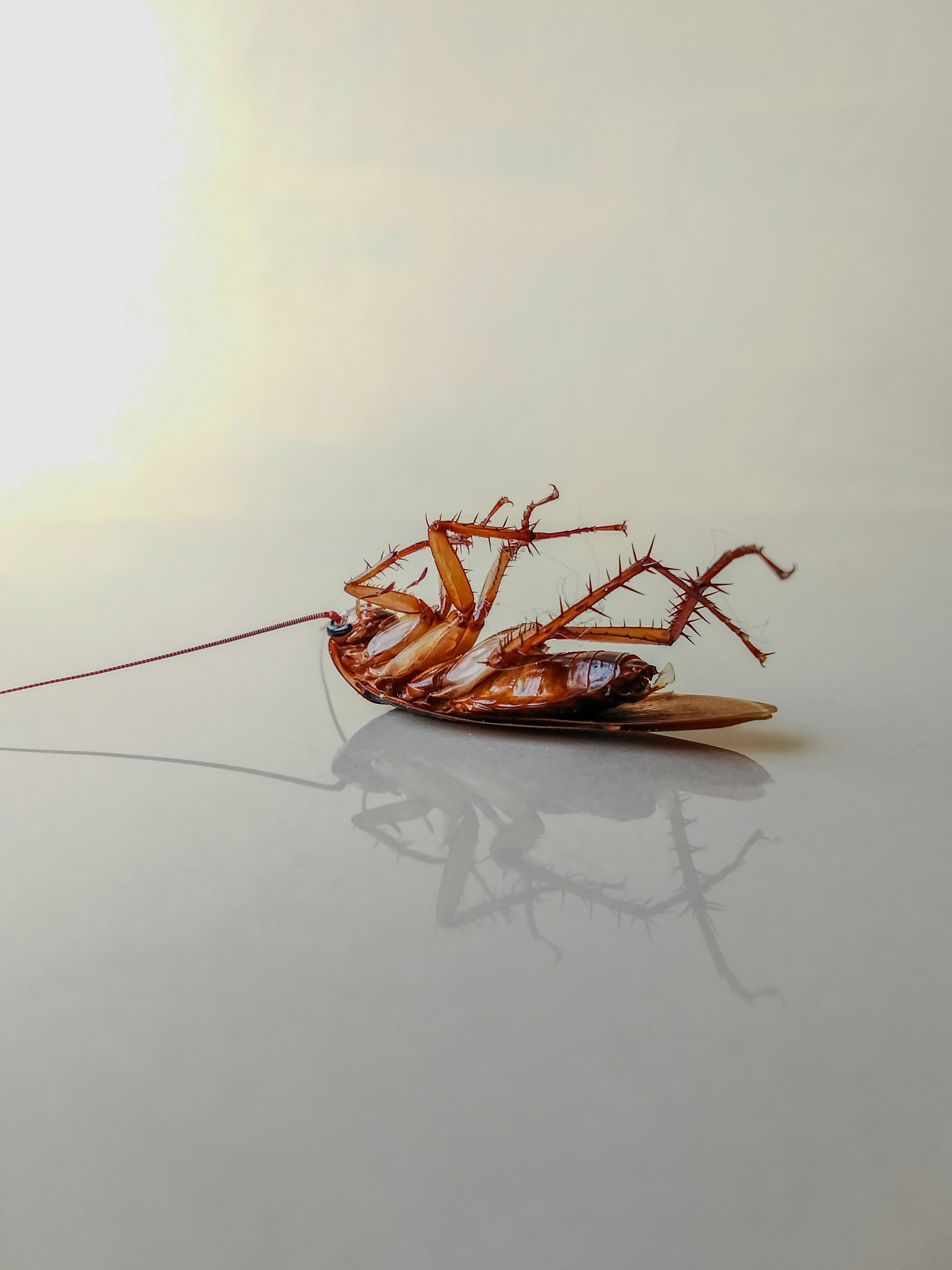 A cockroach lies motionless on a reflective surface, casting a delicate shadow. The soft lighting enhances its intricate details.