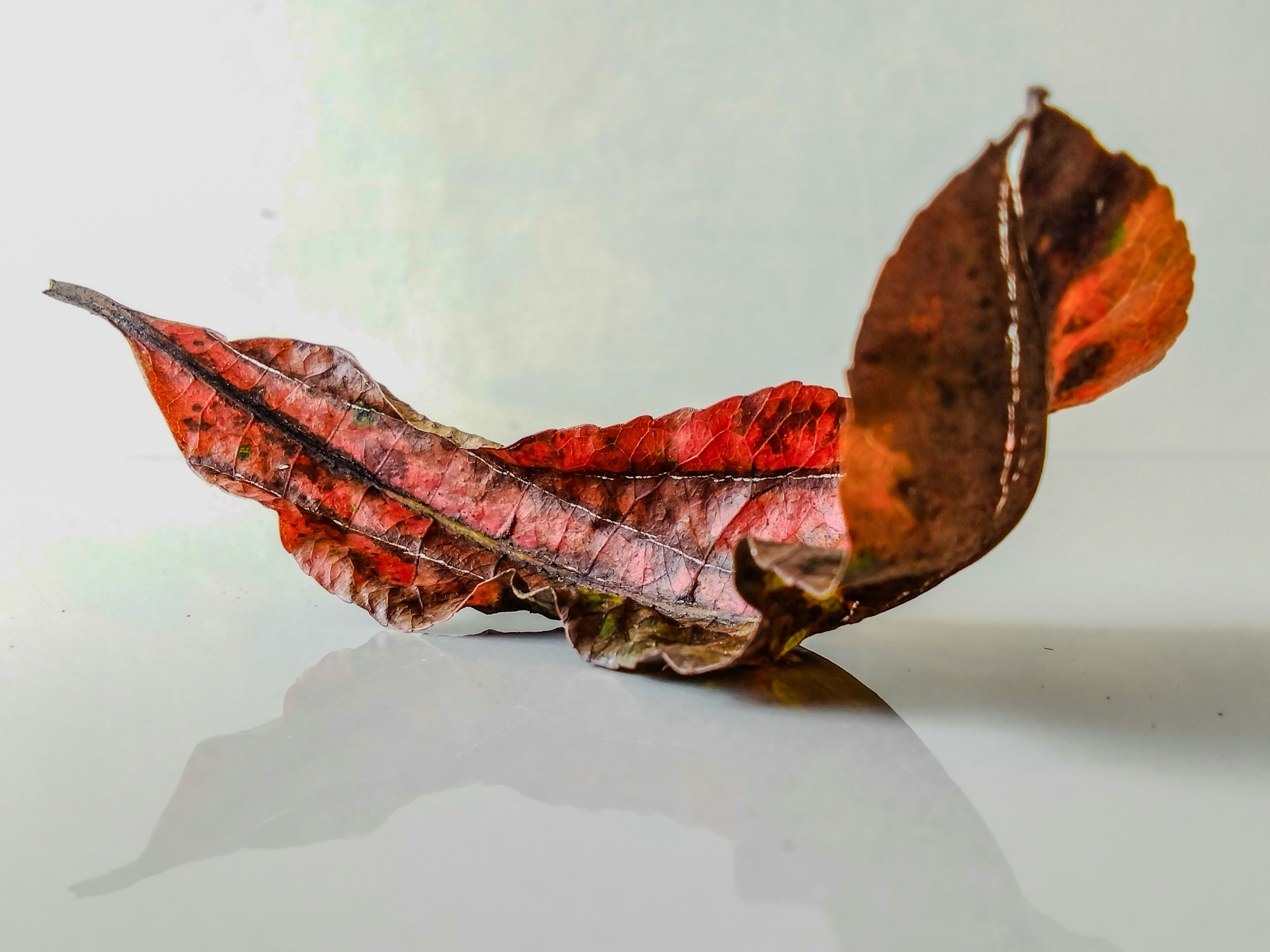 Curled, vibrant autumn leaves resting on a reflective surface, showcasing their intricate textures and colors.