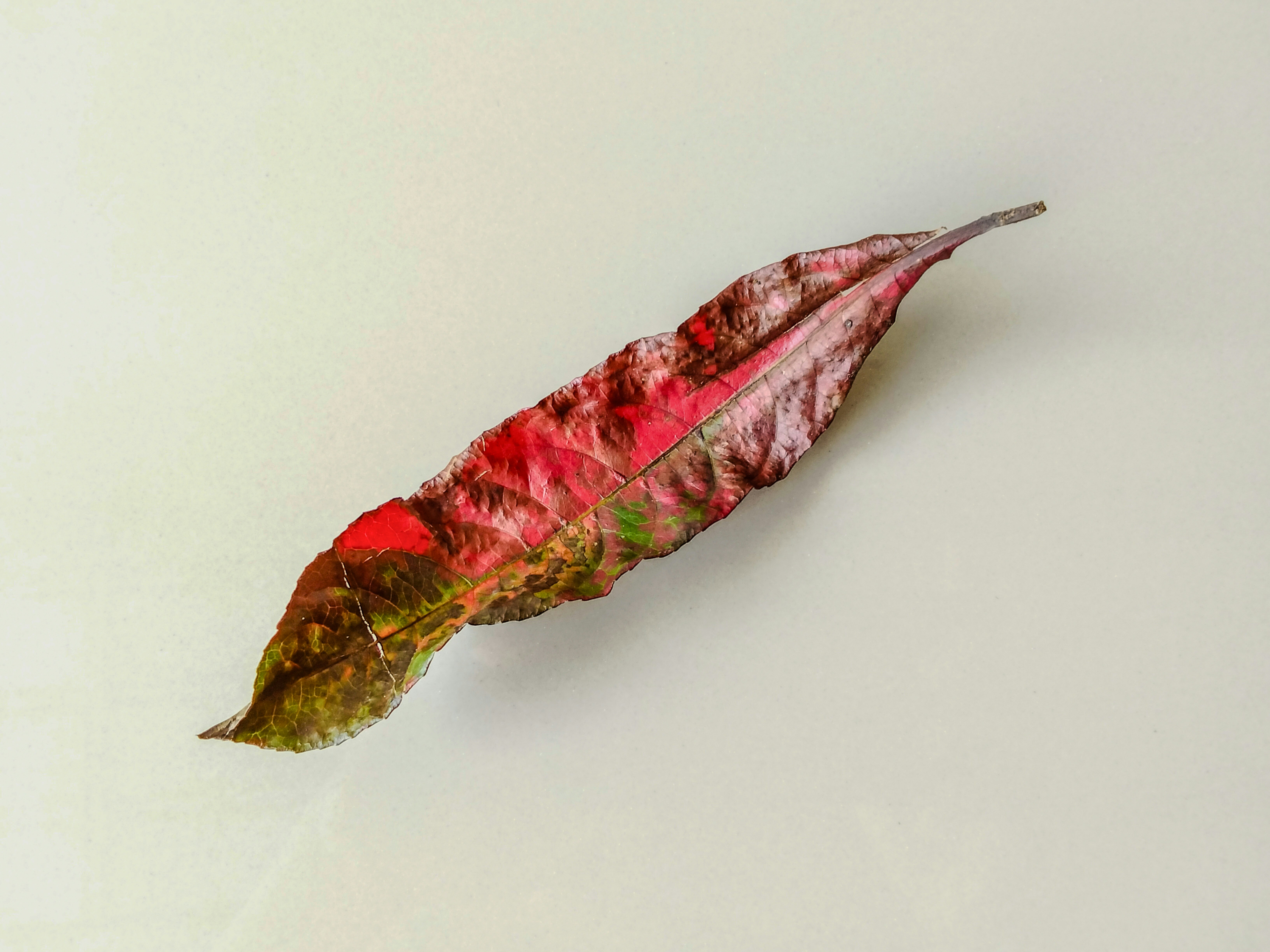 Croton leaves are predominantly red