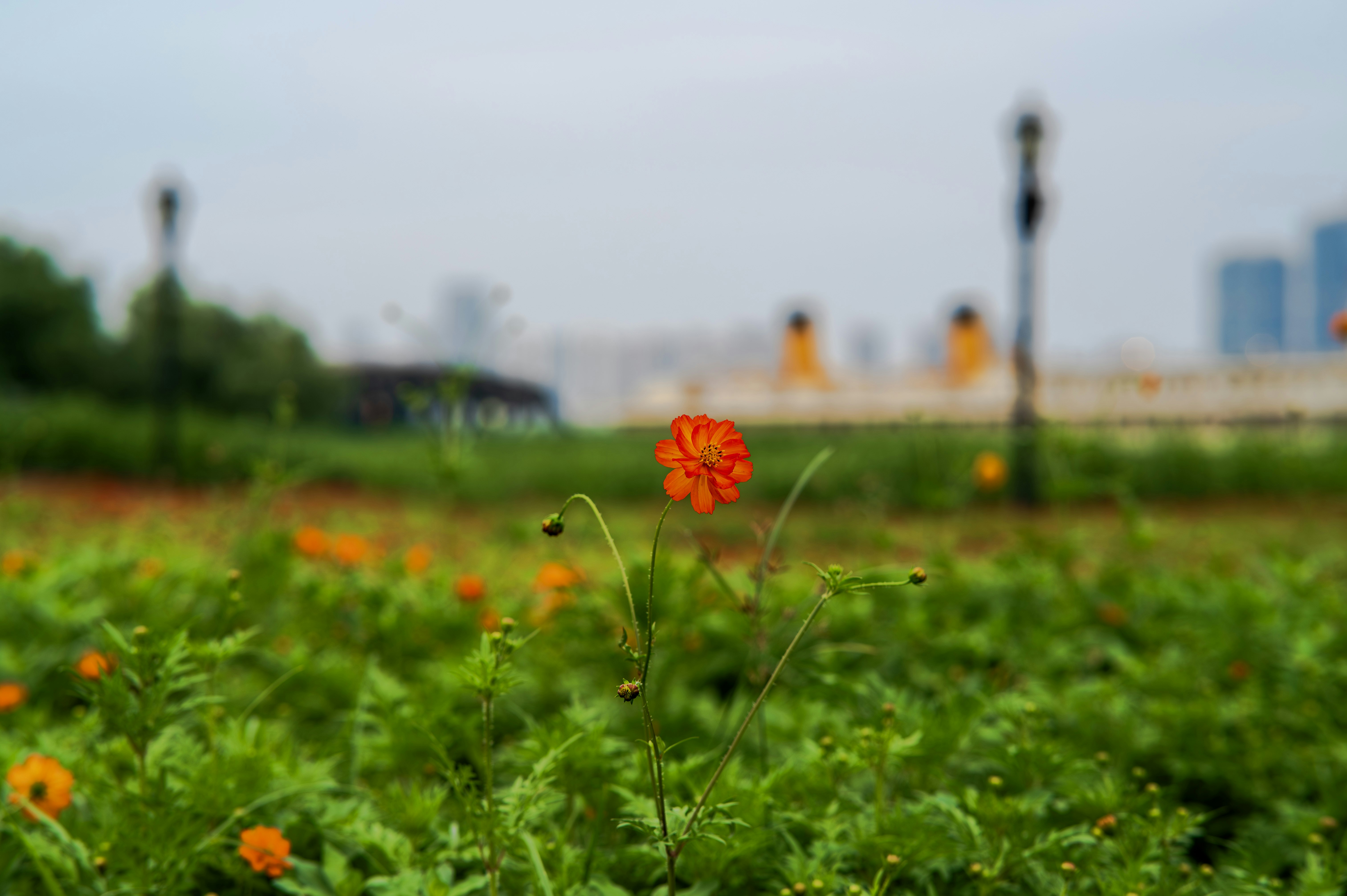 A Singular Bloom Amidst Urban Shadows