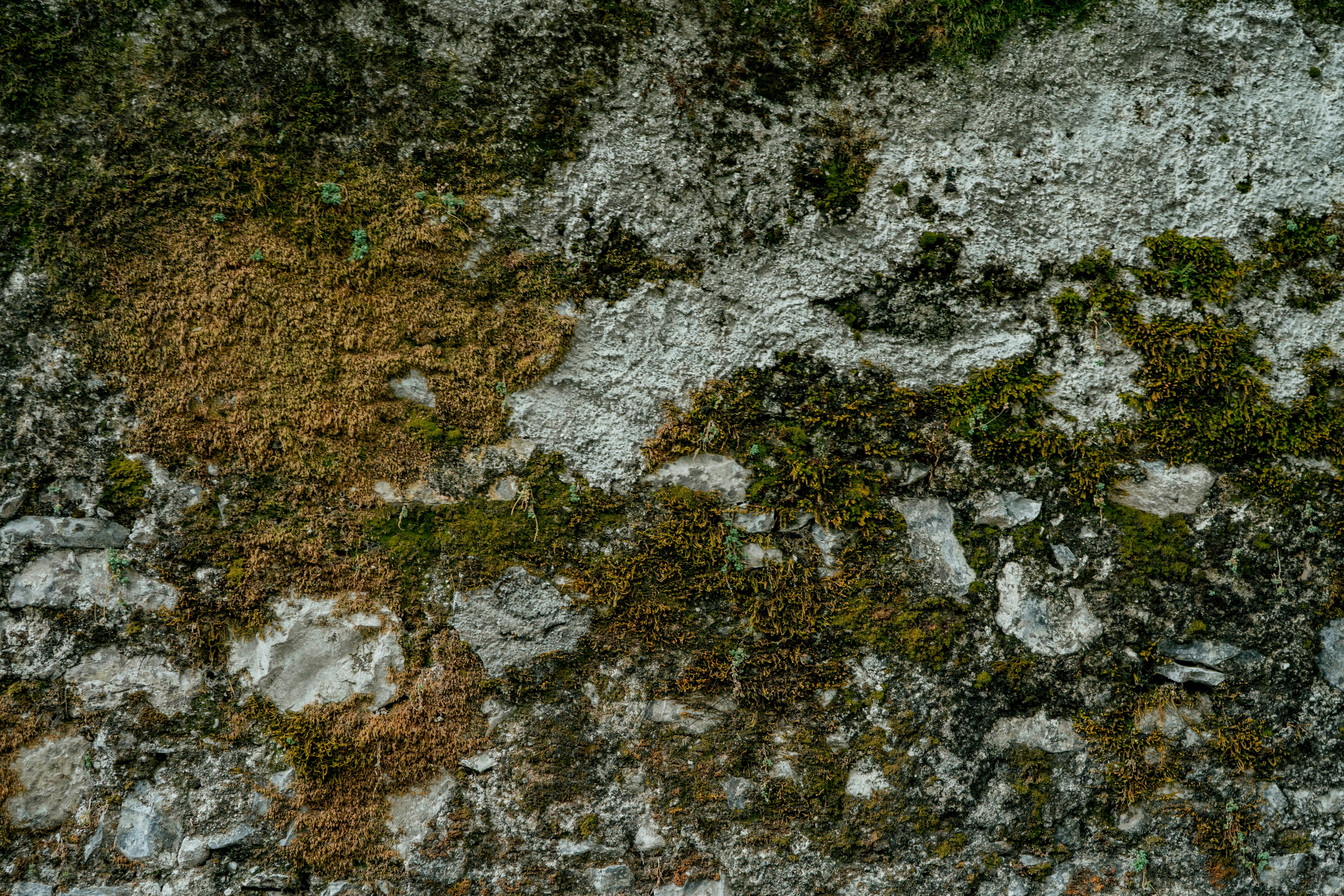 Close-up of a weathered stone wall adorned with patches of moss and lichen, showcasing the intricate textures and colors of nature's artistry.
