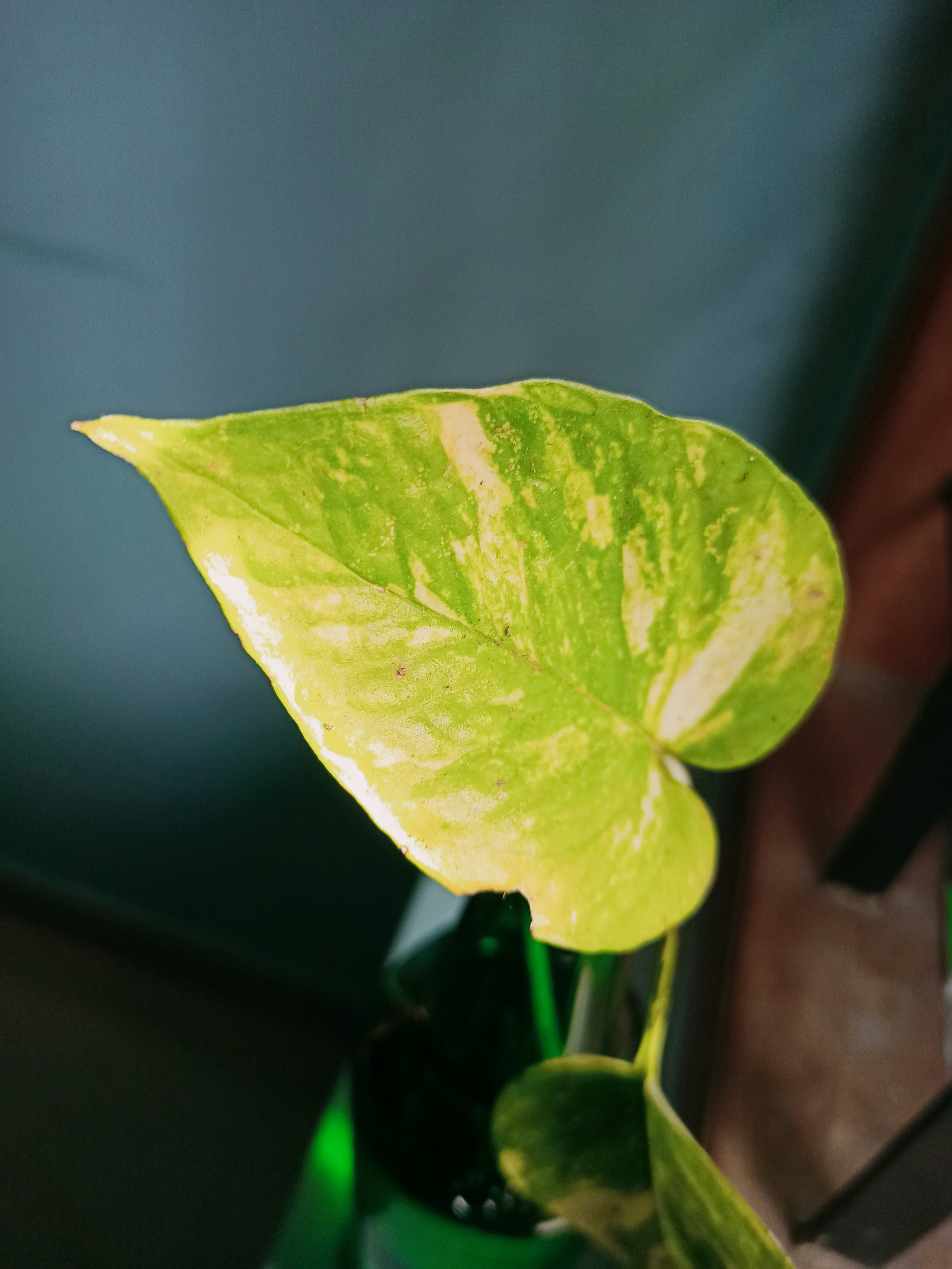 Single leaf 🌿 | A green and yellow leaf is pictured.