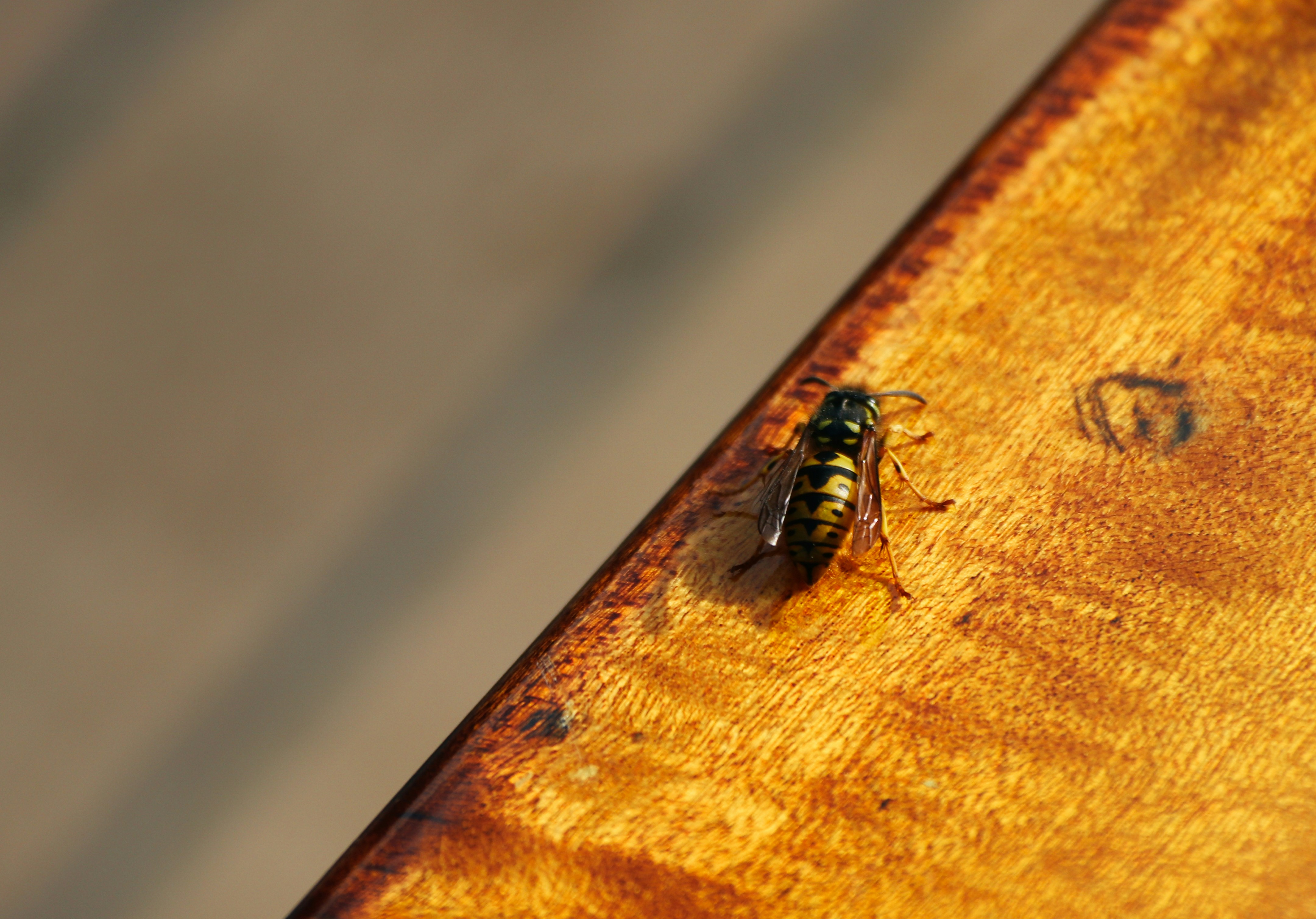 A close-up of a bee resting on a wooden surface, showcasing its detailed features and the texture of the wood.